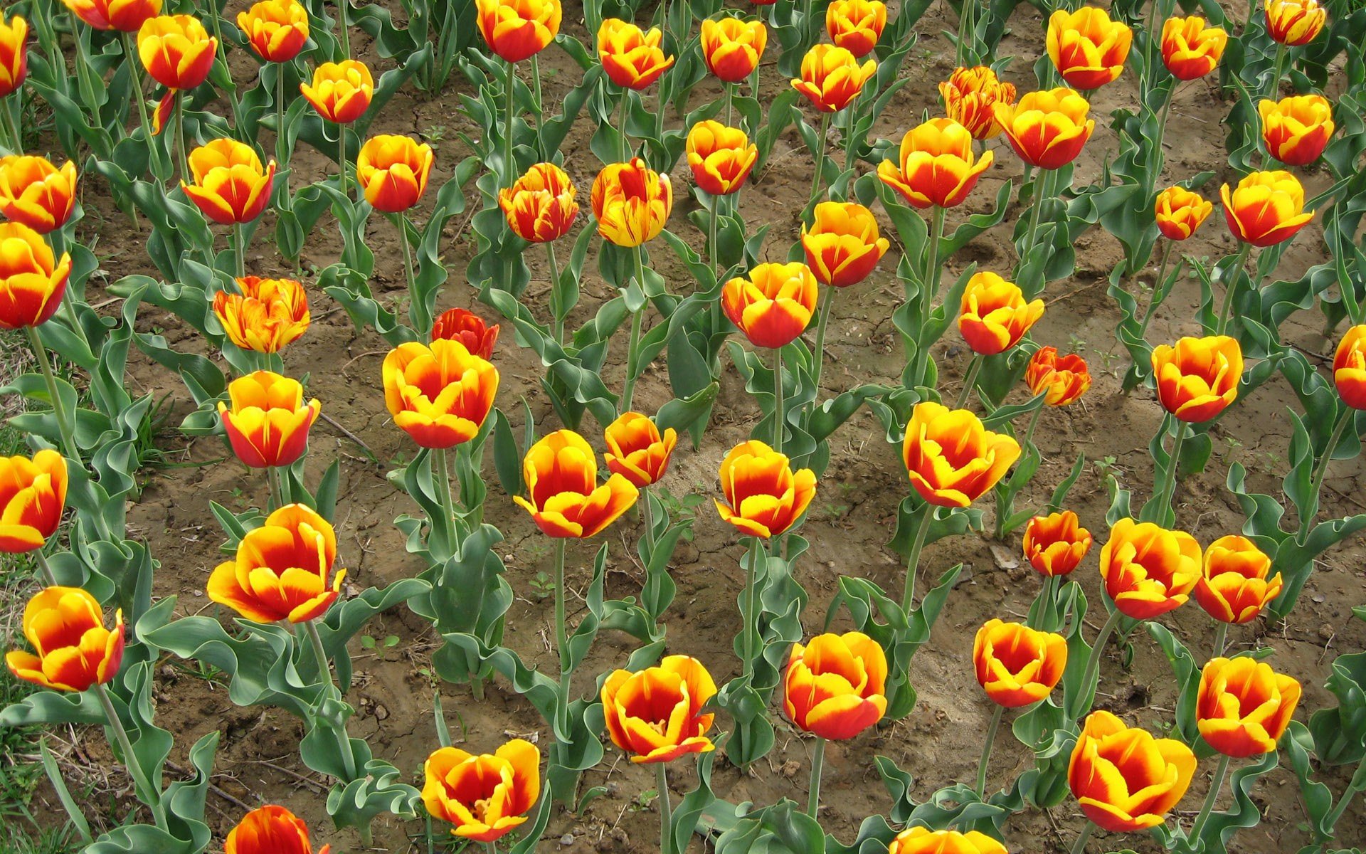 Download Flower Nature Tulip HD Wallpaper | 1920x1200 | Wallpaper Abyss