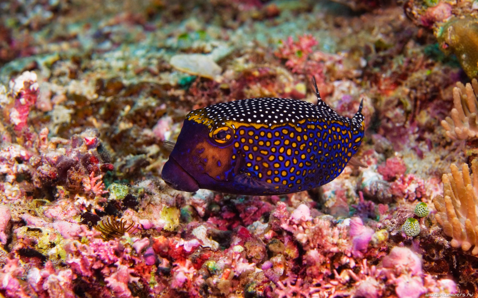 Download Animal Fish HD Wallpaper