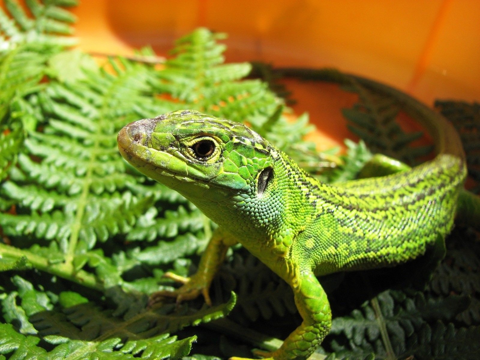 Download Animal Lizard Wallpaper