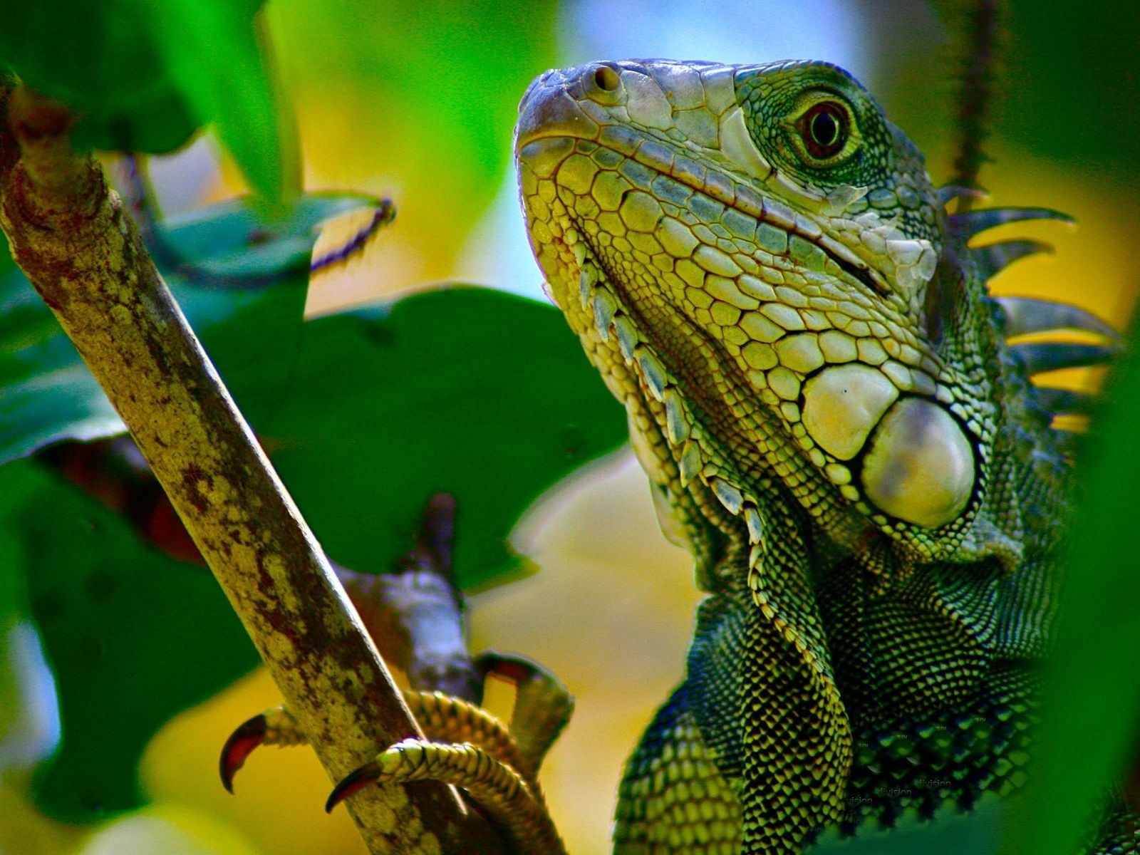 Download Animal Lizard Wallpaper