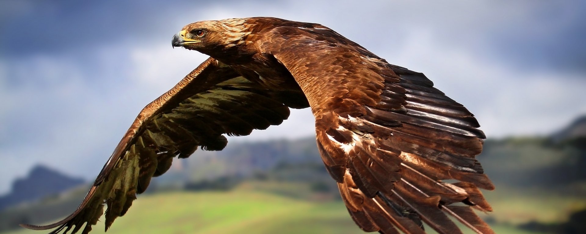 Majestic Eagle in Flight | Stunning HD Animal Wallpaper | 2560x1024 ...