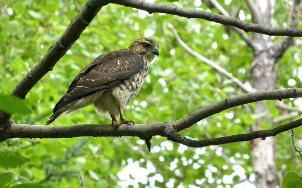 [10+] Hawk 4k Wallpapers