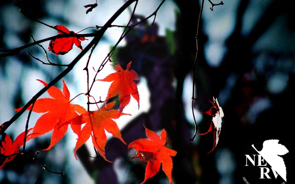 NERV (Evangelion) Wallpapers