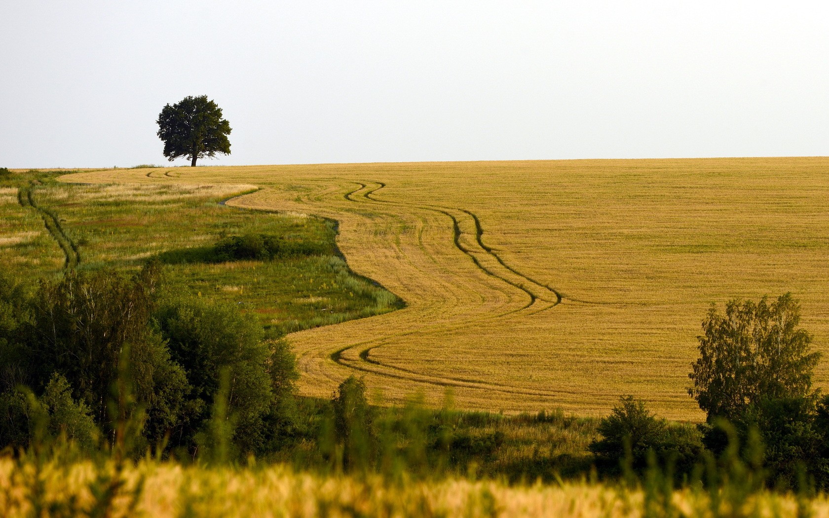 Download Nature Field Wallpaper