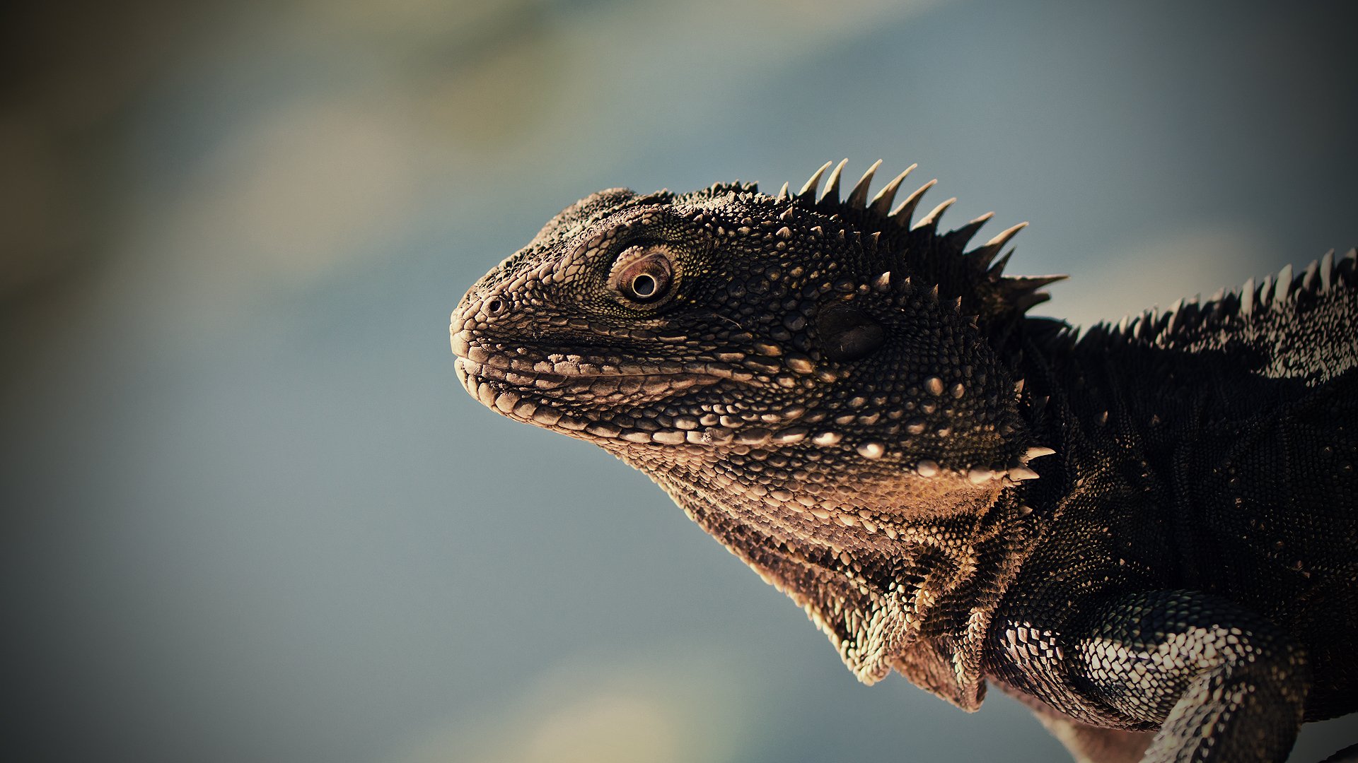 Download Animal Lizard HD Wallpaper