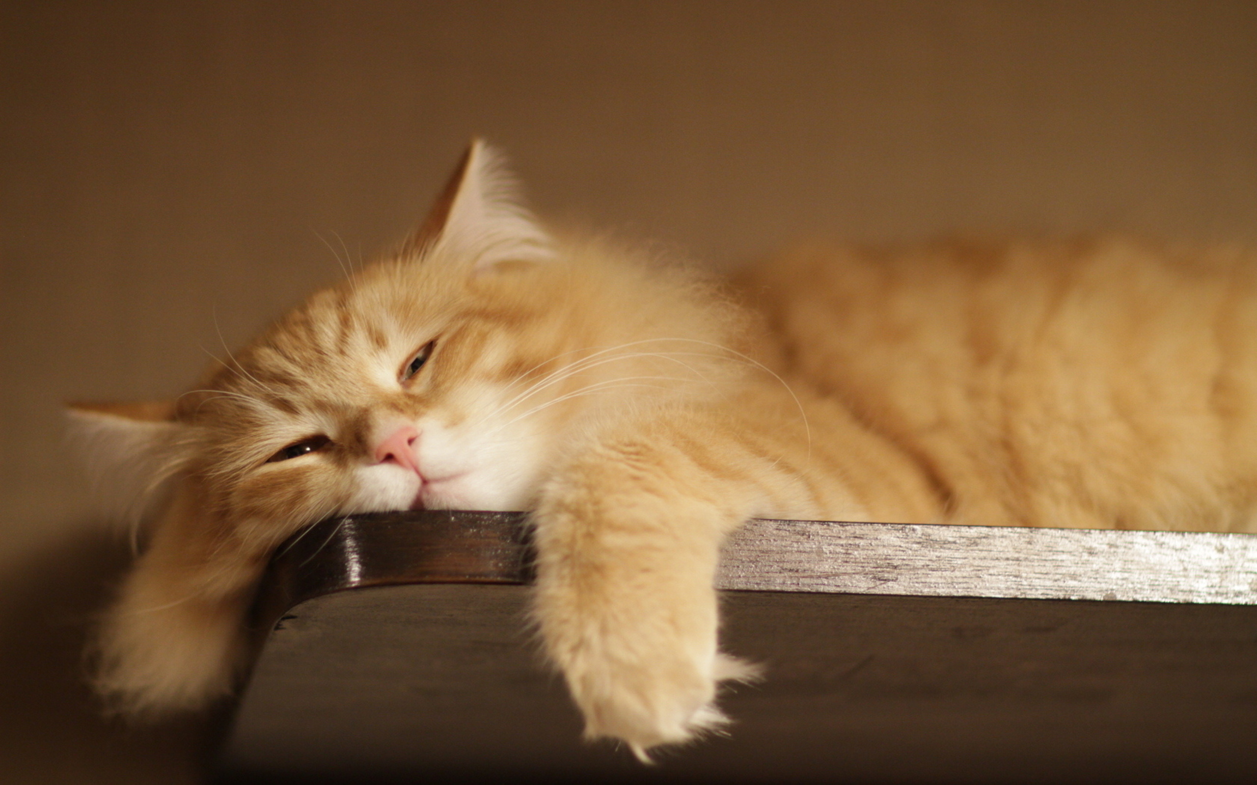 Charming Cat HD Wallpaper: A Moment of Serenity