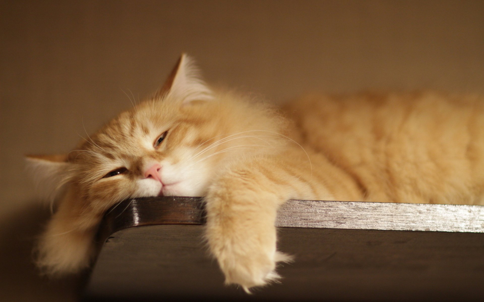 Charming Cat HD Wallpaper: A Moment of Serenity