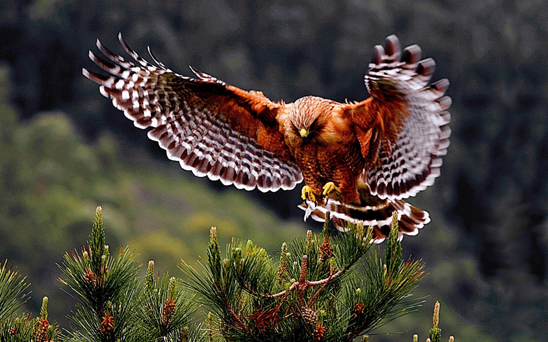 Majestic Hawk in Flight | Stunning HD Animal Bird Wallpaper | 1920x1200 ...
