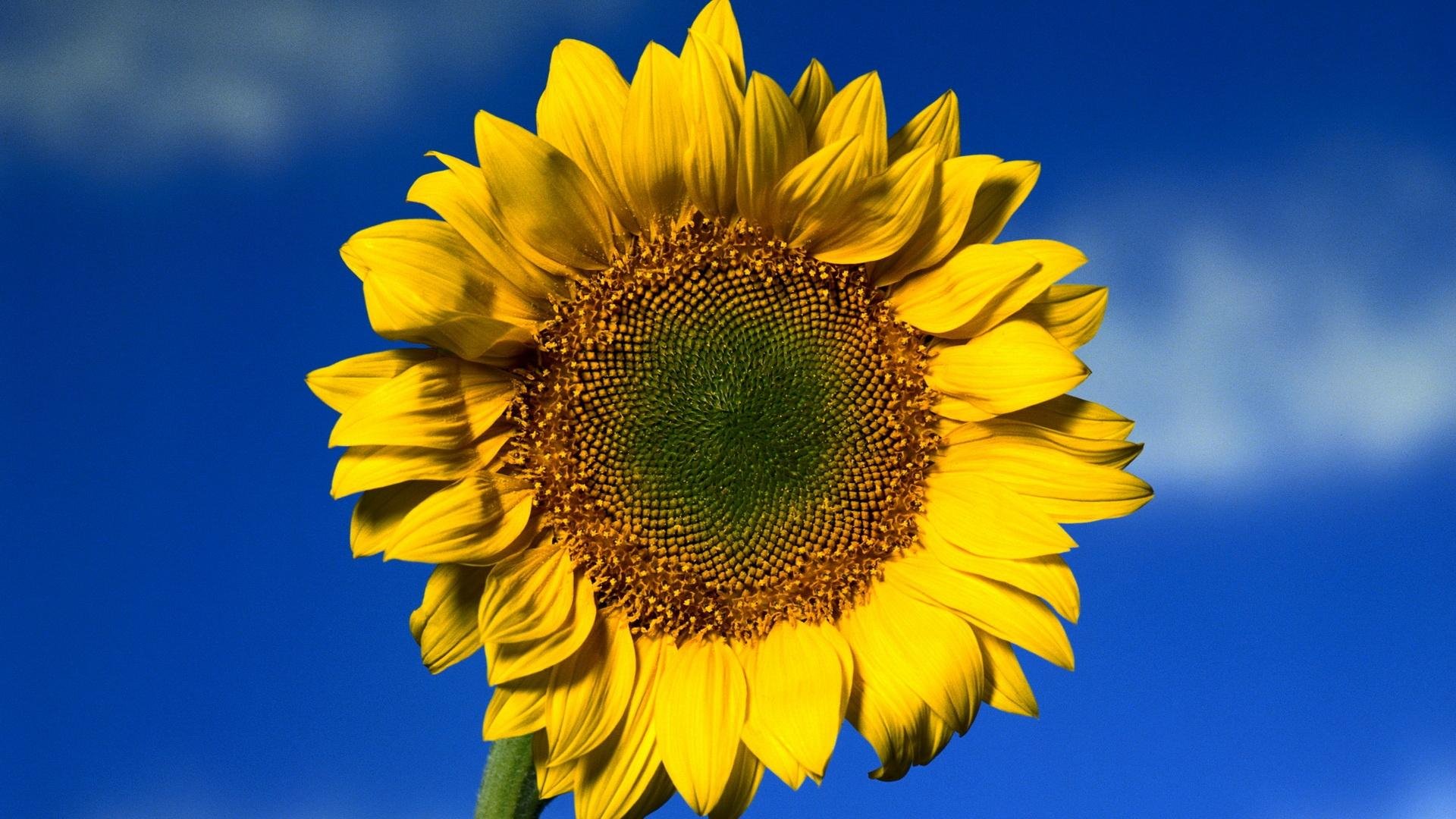 Vibrant Sunflower in Nature – Stunning HD Wallpaper