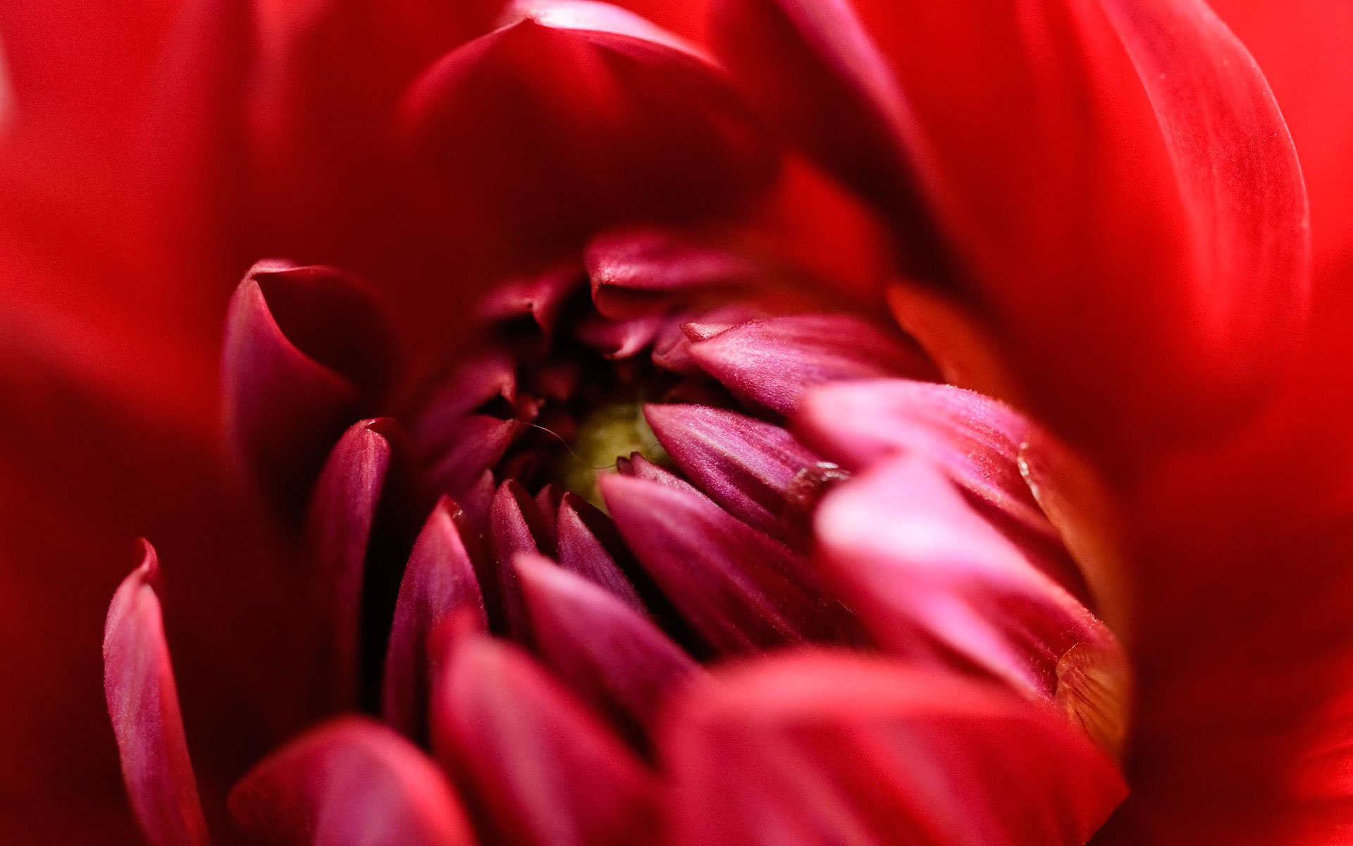 Nature Flower HD Wallpaper