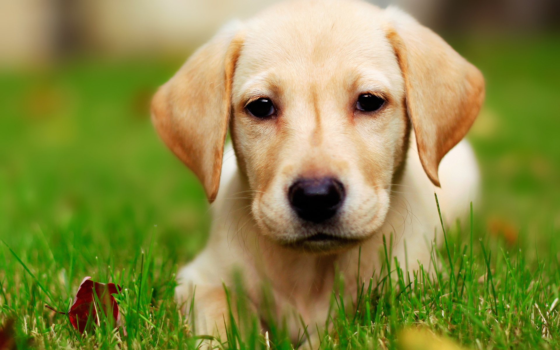 Dog HD Wallpaper | Background Image | 1920x1200 | ID:323455 - Wallpaper ...