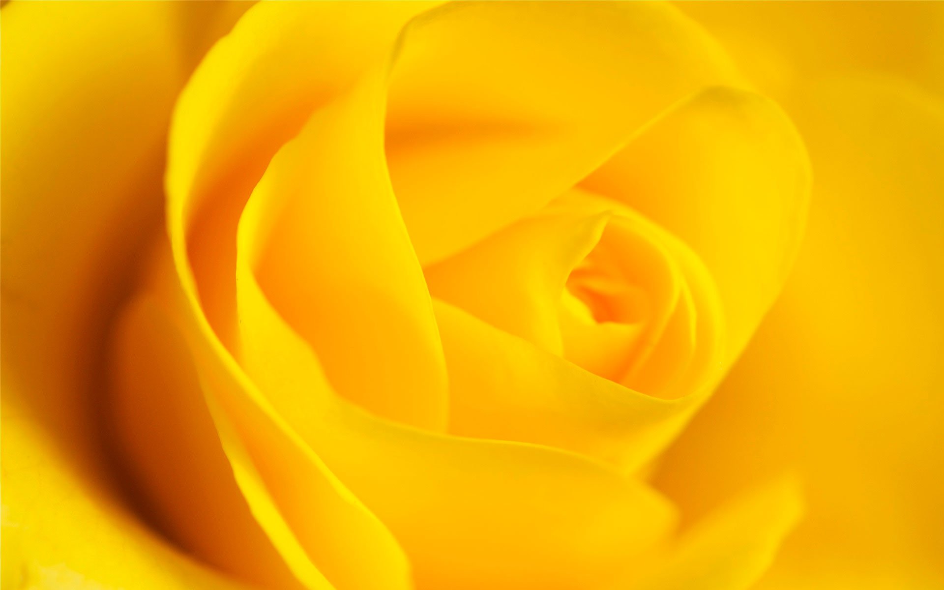 Vibrant Yellow Rose: Stunning HD Wallpaper of Nature's Beauty ...