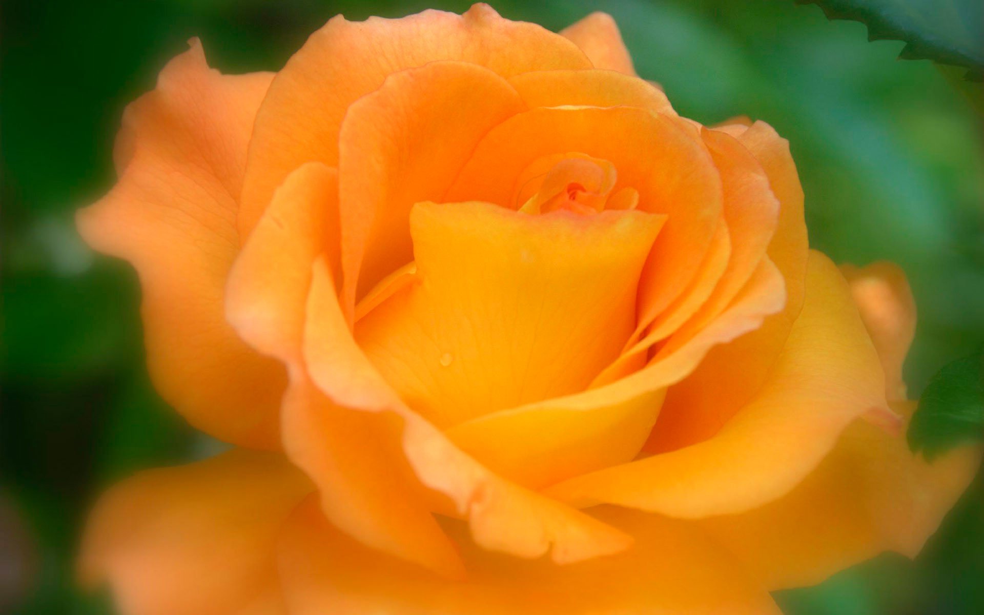 Download Nature Rose HD Wallpaper