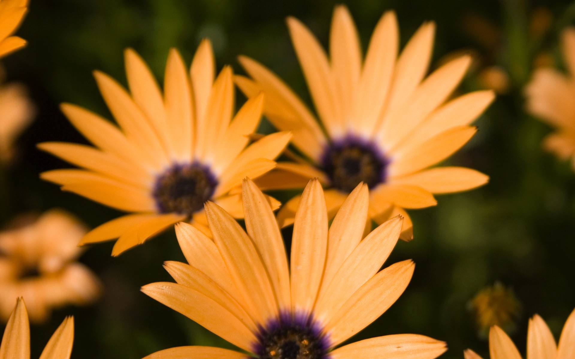 Vibrant Blooms: HD Floral Nature Wallpaper | 1920x1200 | Wallpaper Abyss