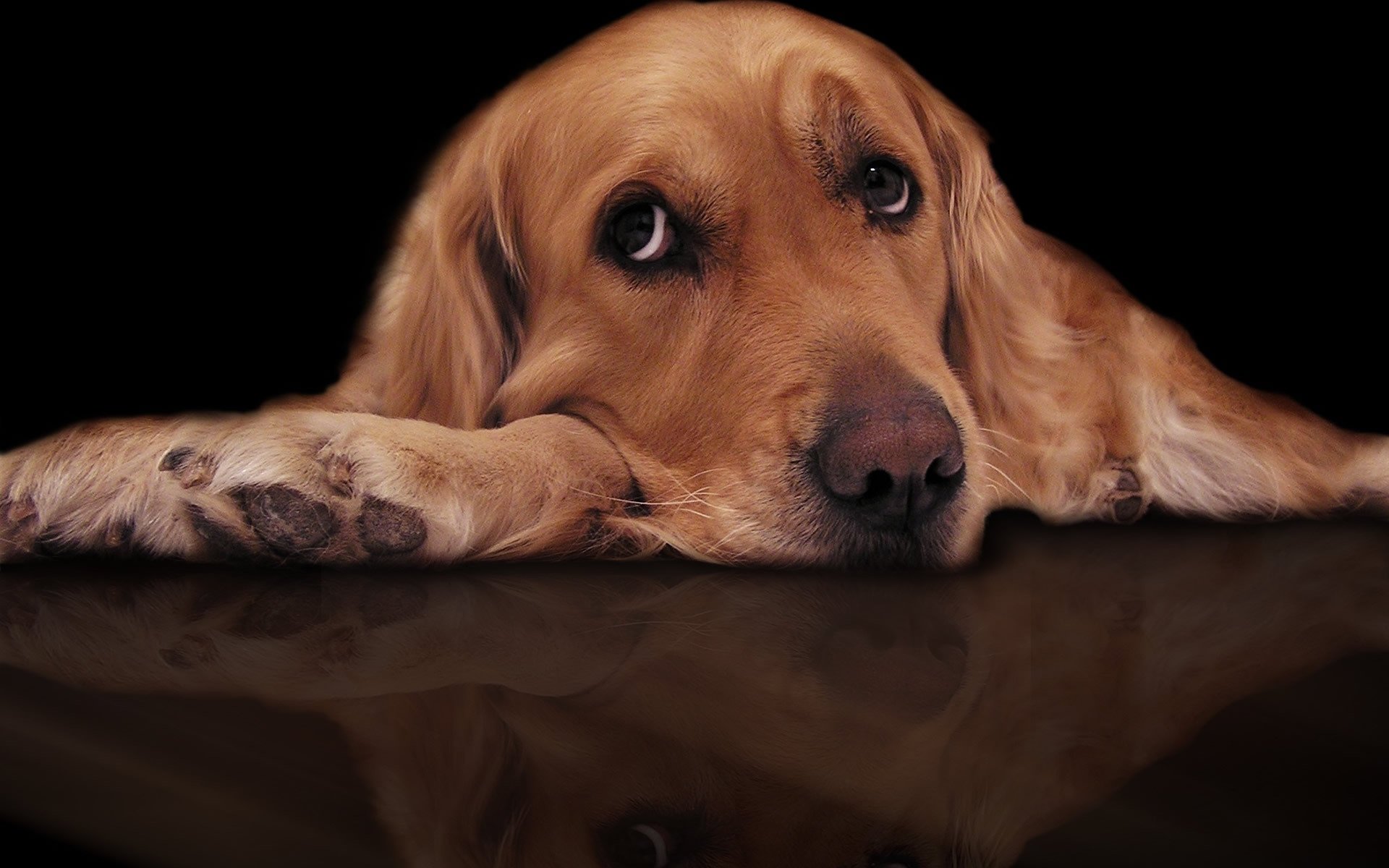 Adorable Dog HD Wallpaper: A Golden Retriever's Sincere Gaze