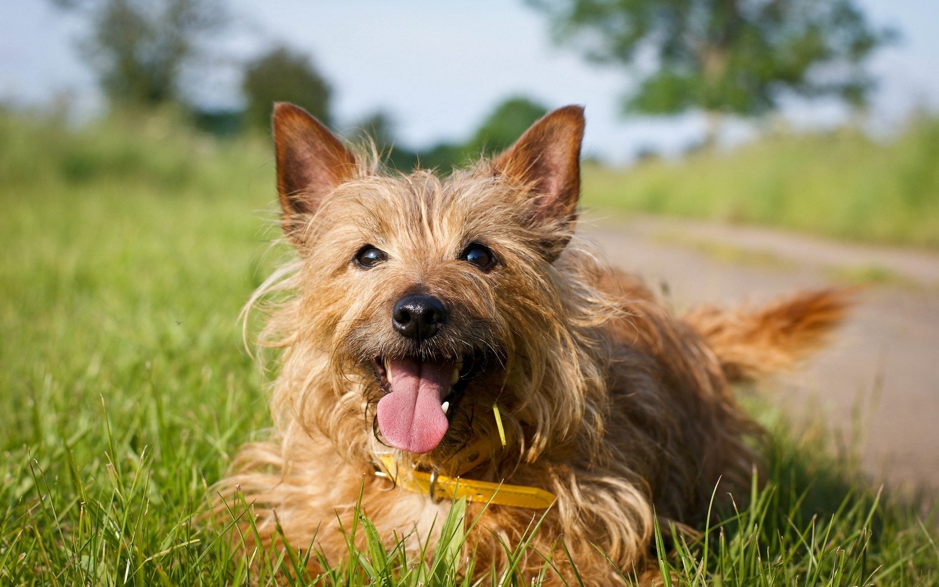 Joyful Terrier in Nature – HD Dog Wallpaper