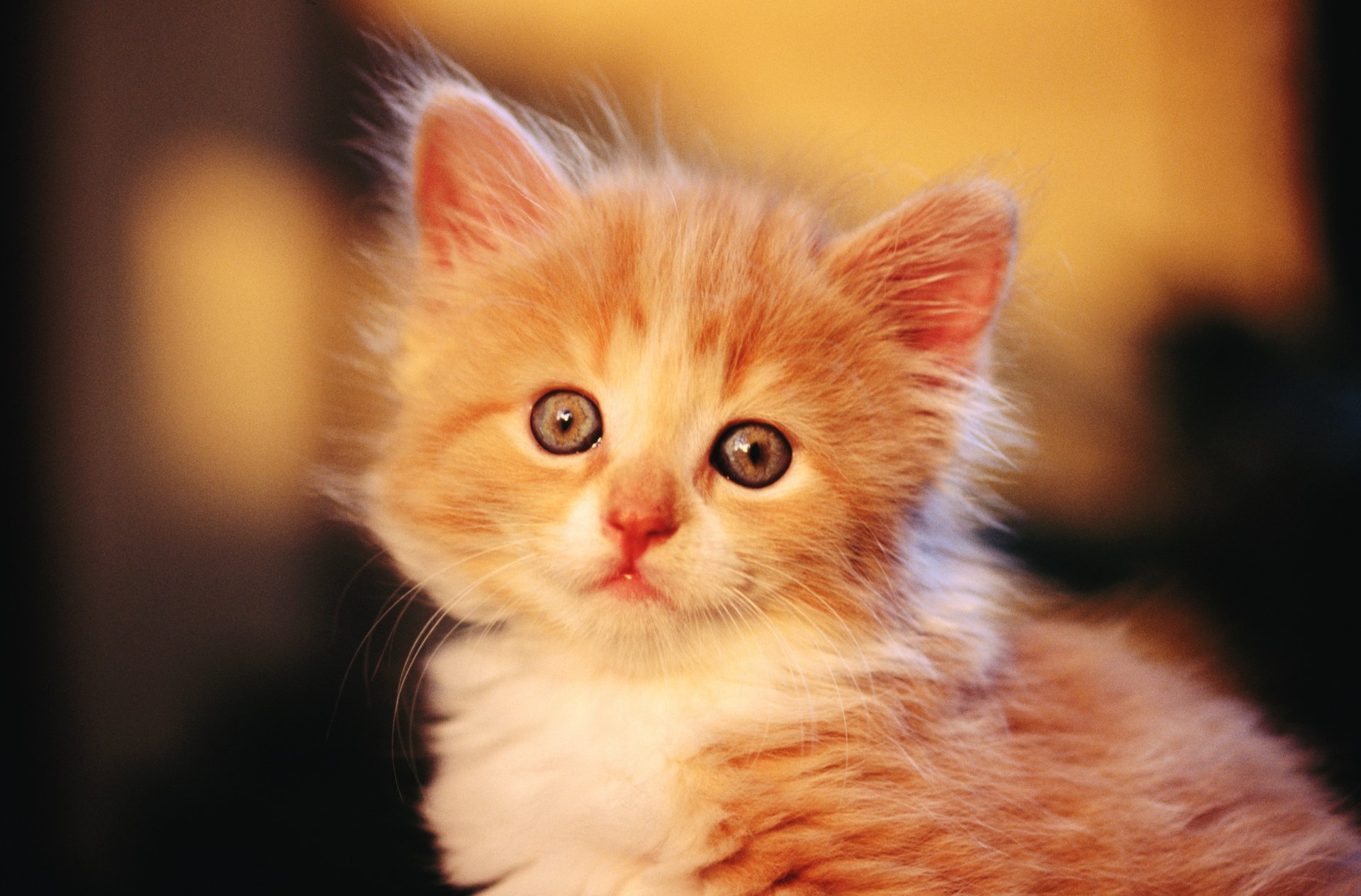 Adorable Cat HD Wallpaper: A Feline's Captivating Gaze | 3805x2504 ...