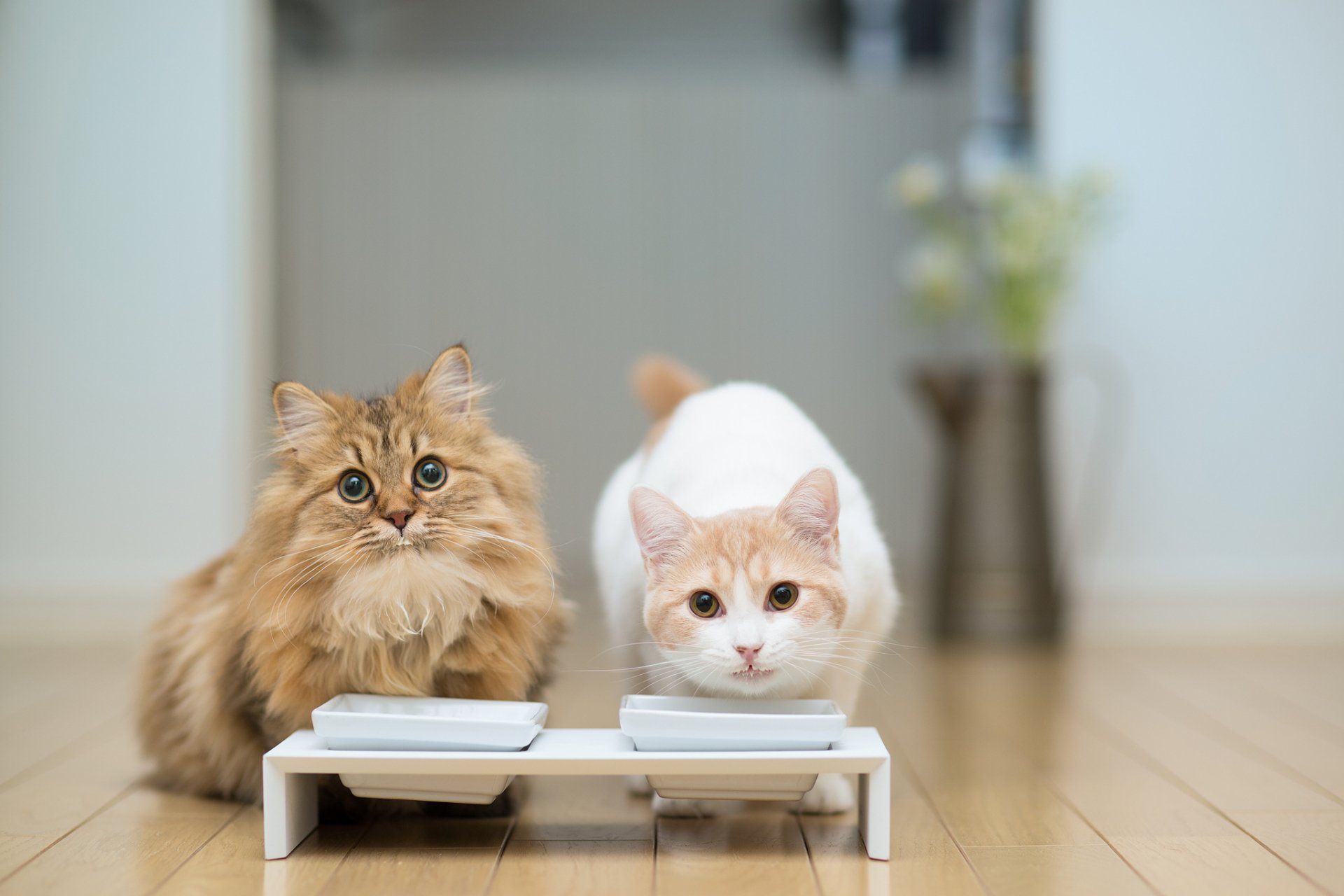 Charming Cats: HD Wallpaper of Feline Friends by Ben Torode | 2048x1365 ...