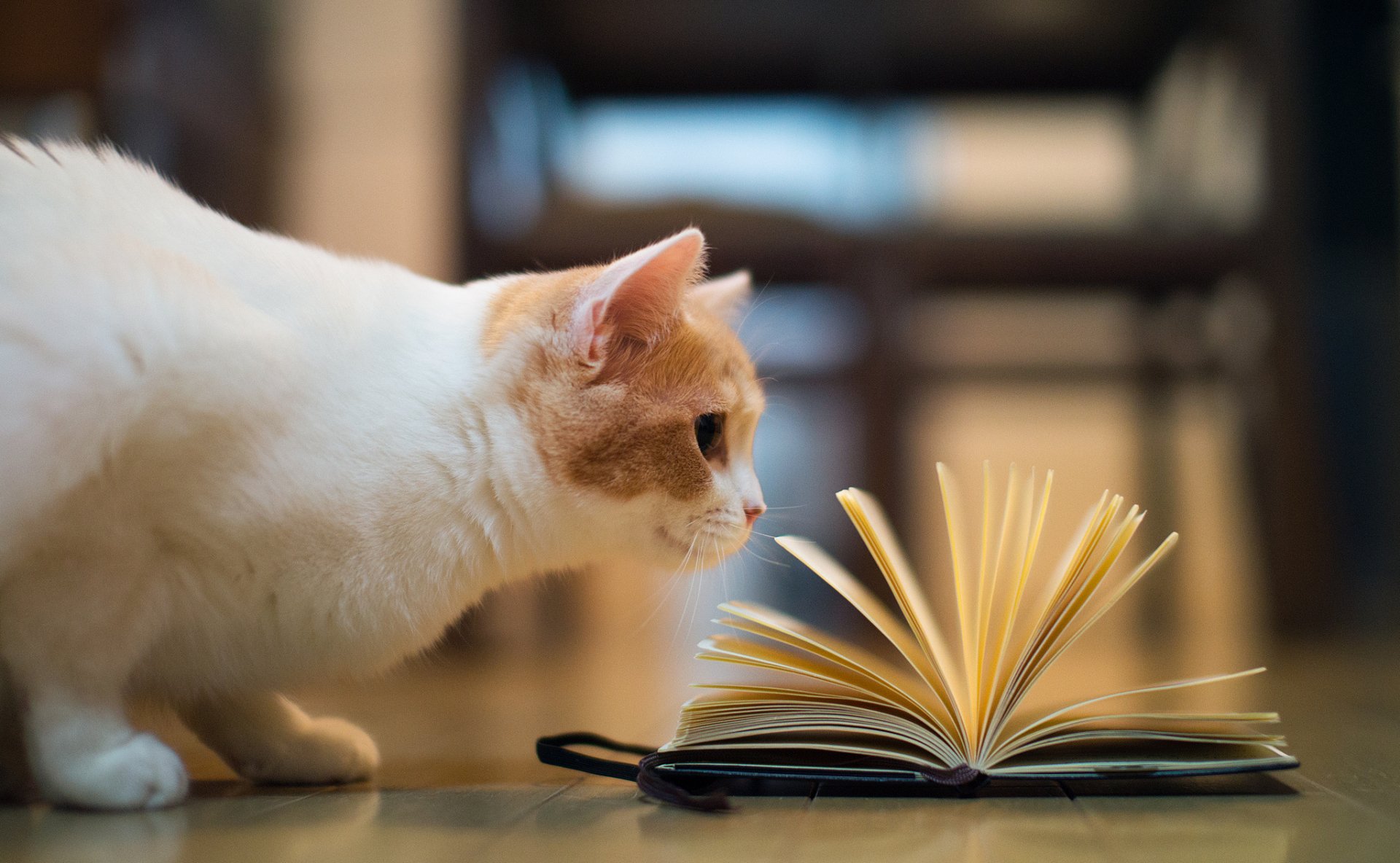 Curious Cat: A Charming HD Wallpaper | 2048x1263 | Wallpaper Abyss