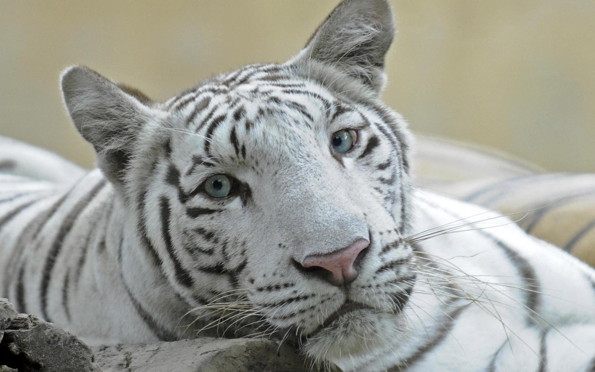Download Animal White Tiger HD Wallpaper