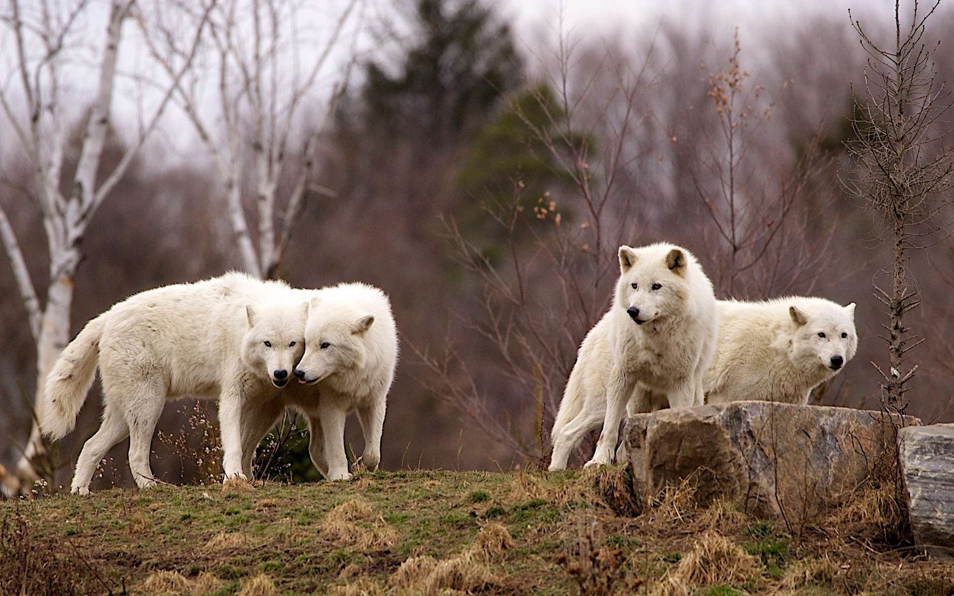 Majestic White Wolves - HD Wallpaper