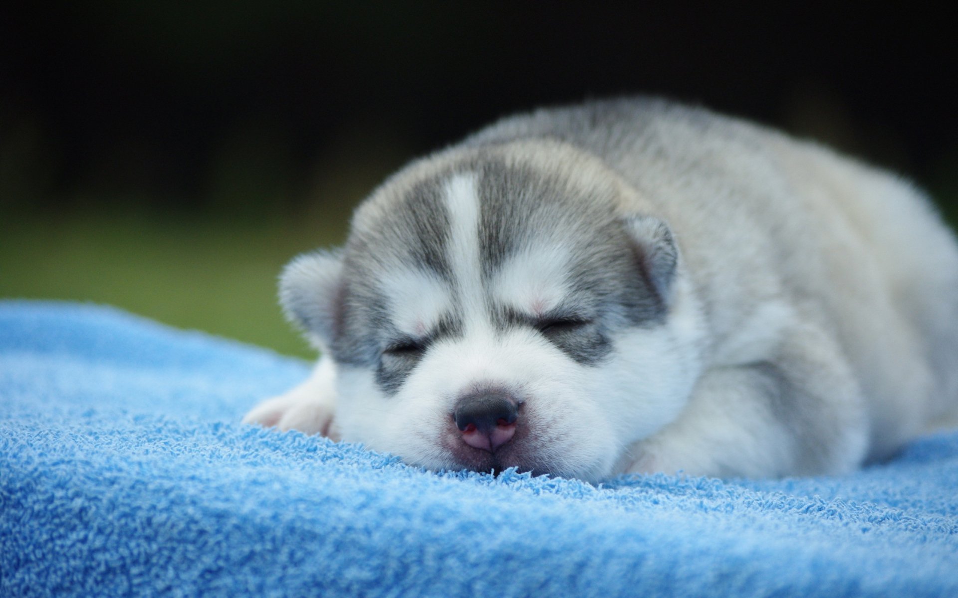 Peaceful Puppy Slumber HD Wallpaper: Sleeping Dog Bliss | 2560x1600 ...