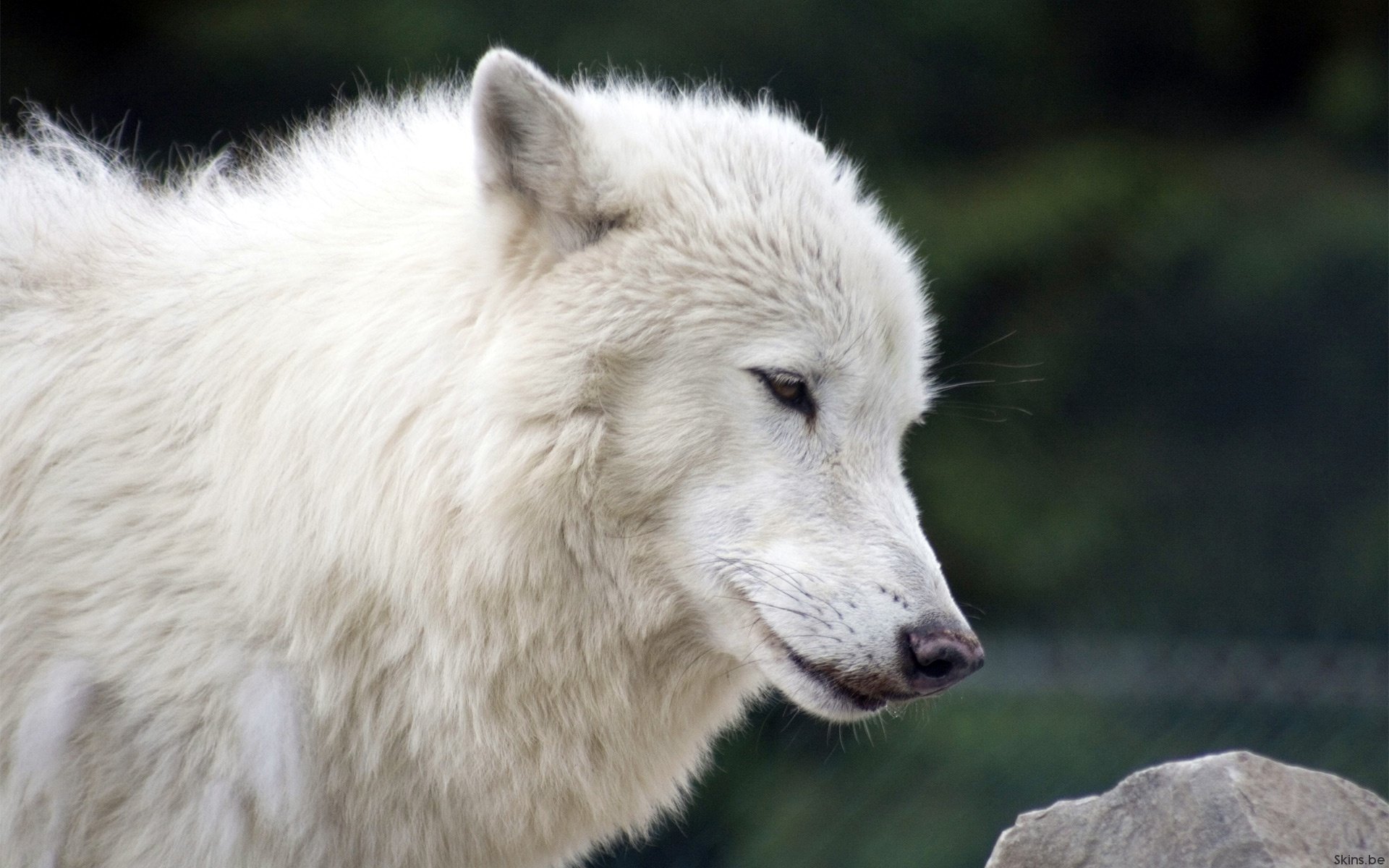 Majestic White Wolf HD: Nature’s Silent Guardian Wallpaper | 1920x1200 ...