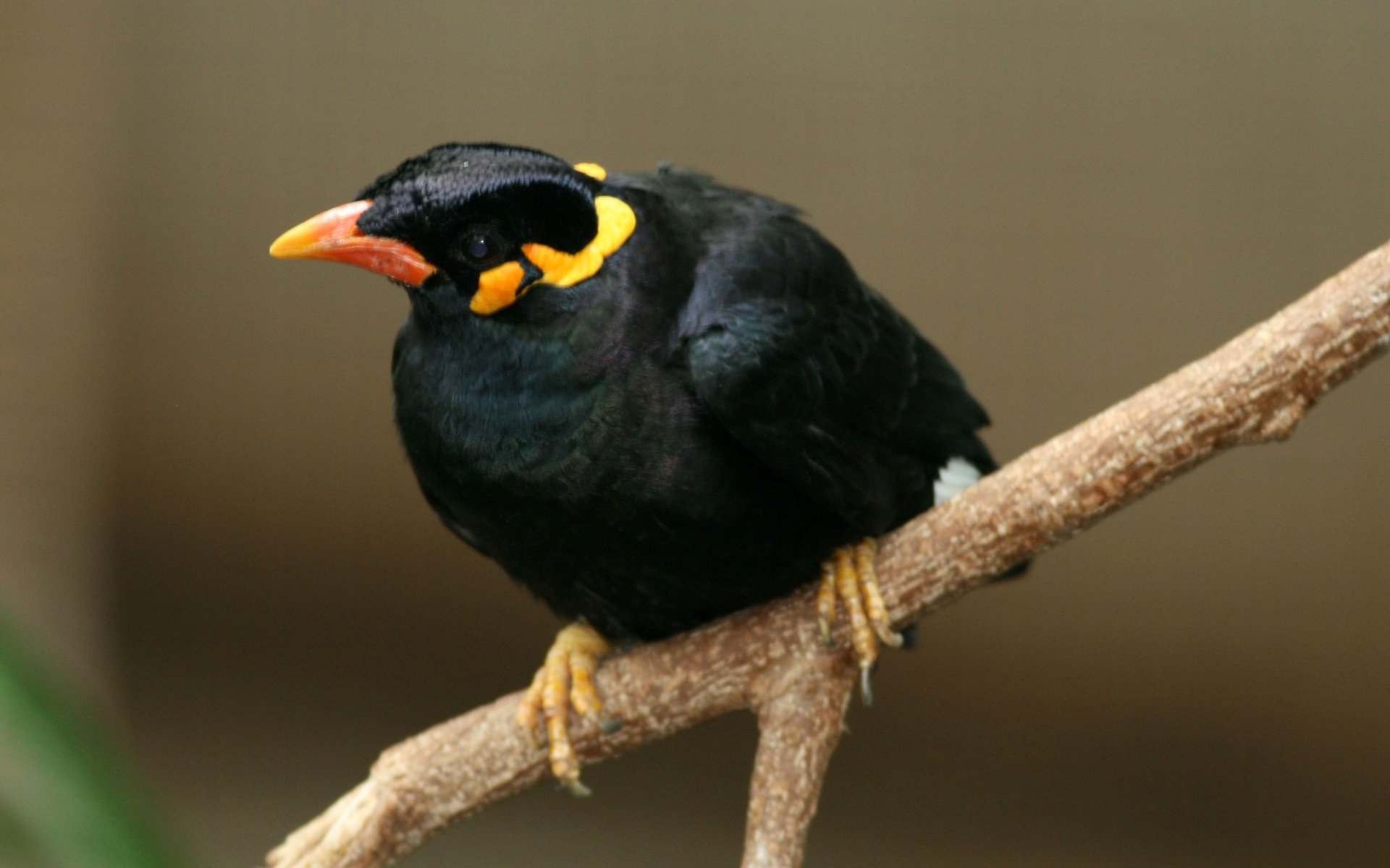 Midnight Myna — 2K Quad HD Bird Wallpaper | 2560x1600 | Wallpaper Abyss