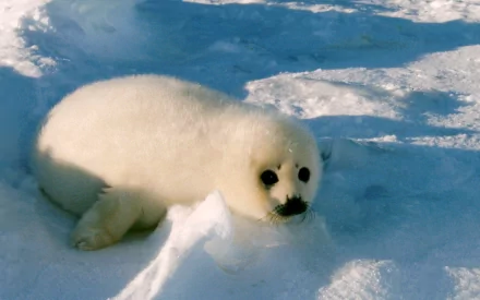 pup usagi Desktop Wallpapers, Phone Wallpaper, PFP, Gifs, and More At ...