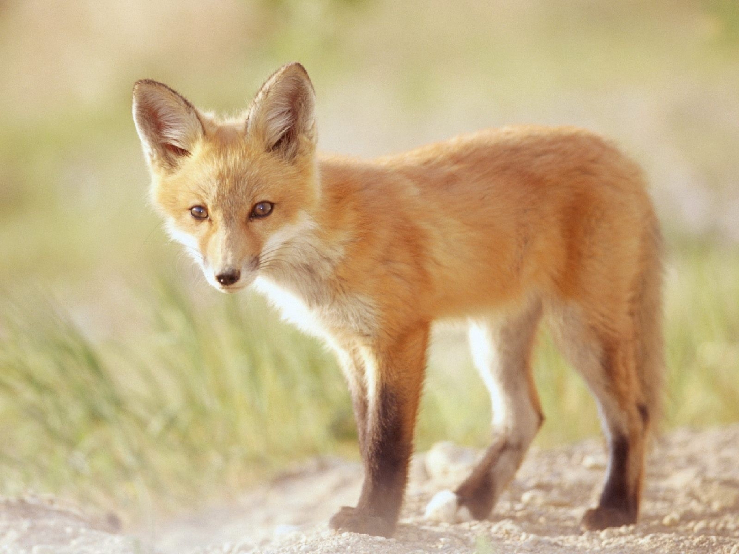 Majestic Fox in HD: Nature’s Curious Beauty