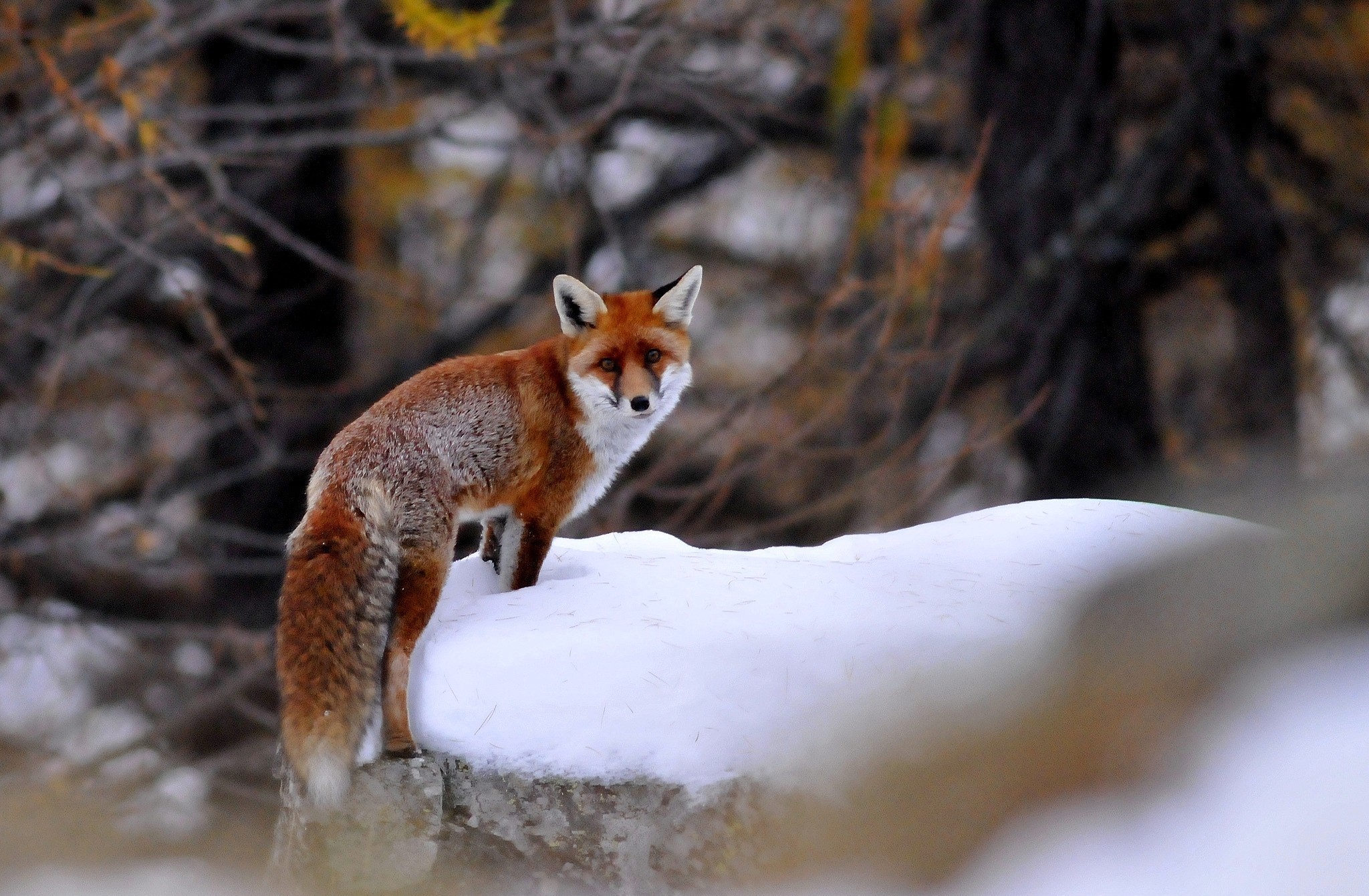 White Fox Wallpaper Widescreen