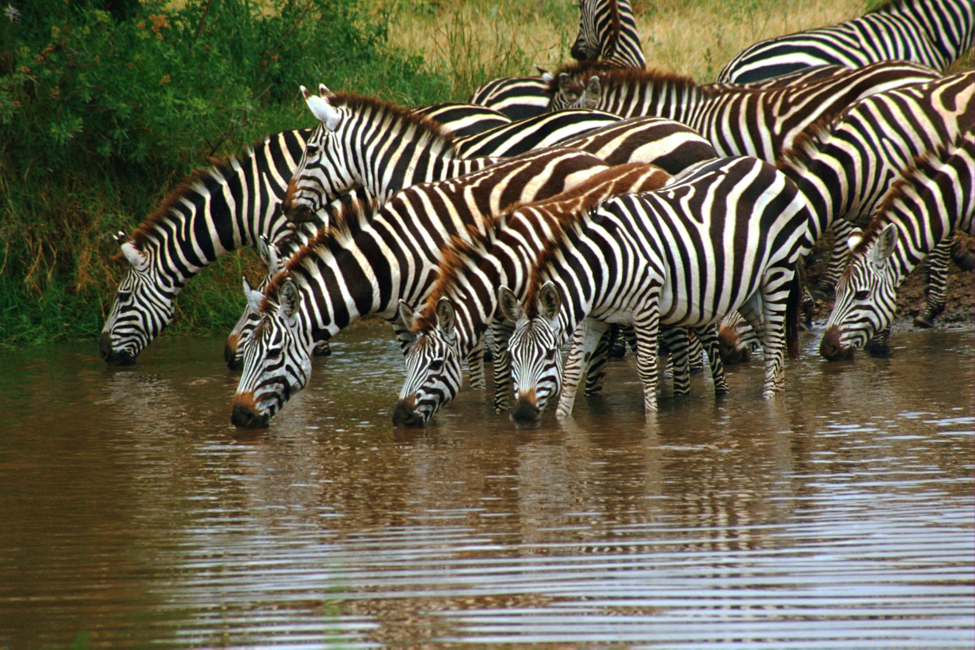 Majestic Zebras Gathering by the Water | HD Animal Wallpaper