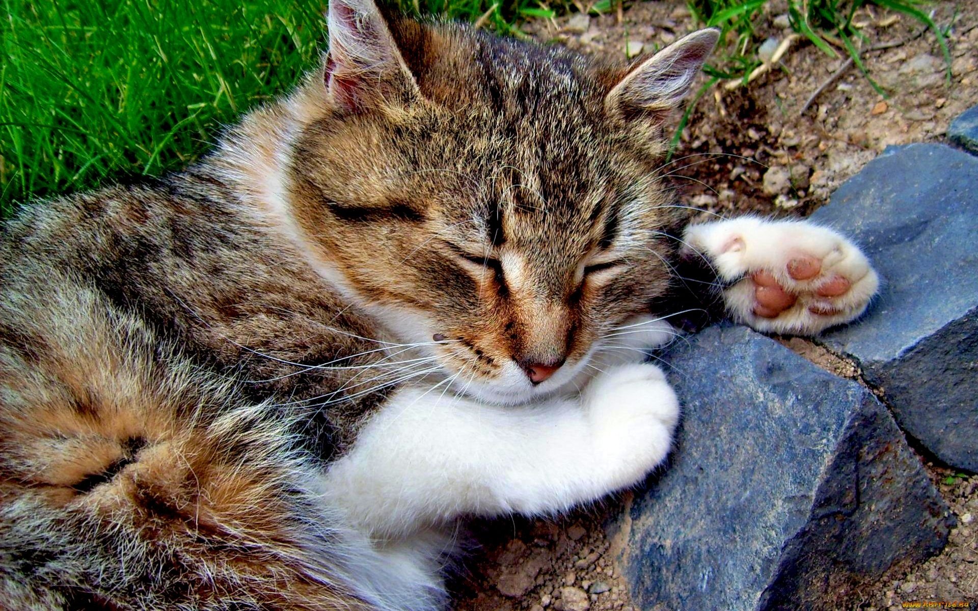 Serene Cat in HD: Nature’s Peaceful Companion | 1920x1200 | Wallpaper Abyss