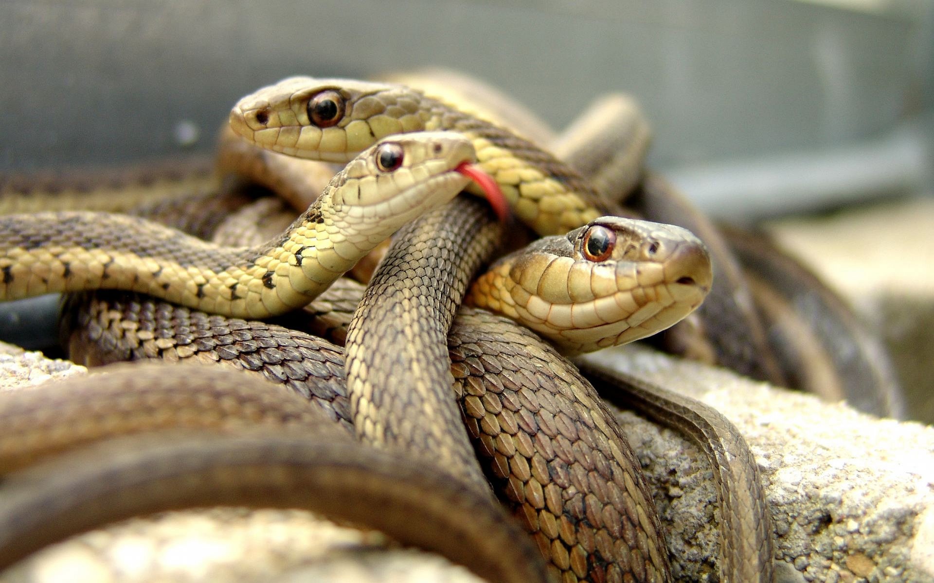 HD Wallpaper of Fascinating Snakes