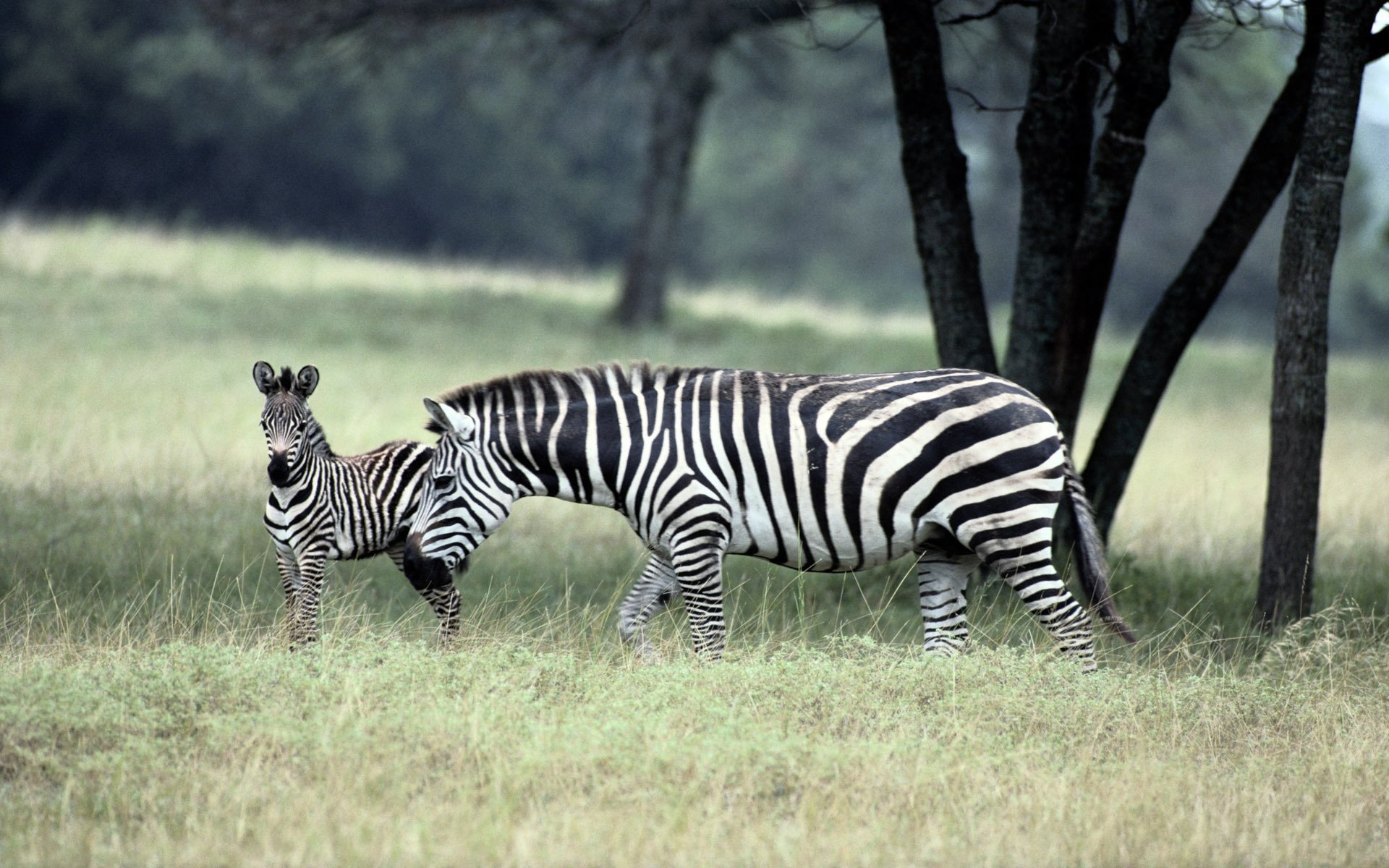 HD Zebra Wallpaper — Striped Serenity: Mother & Foal | 1920x1200 ...