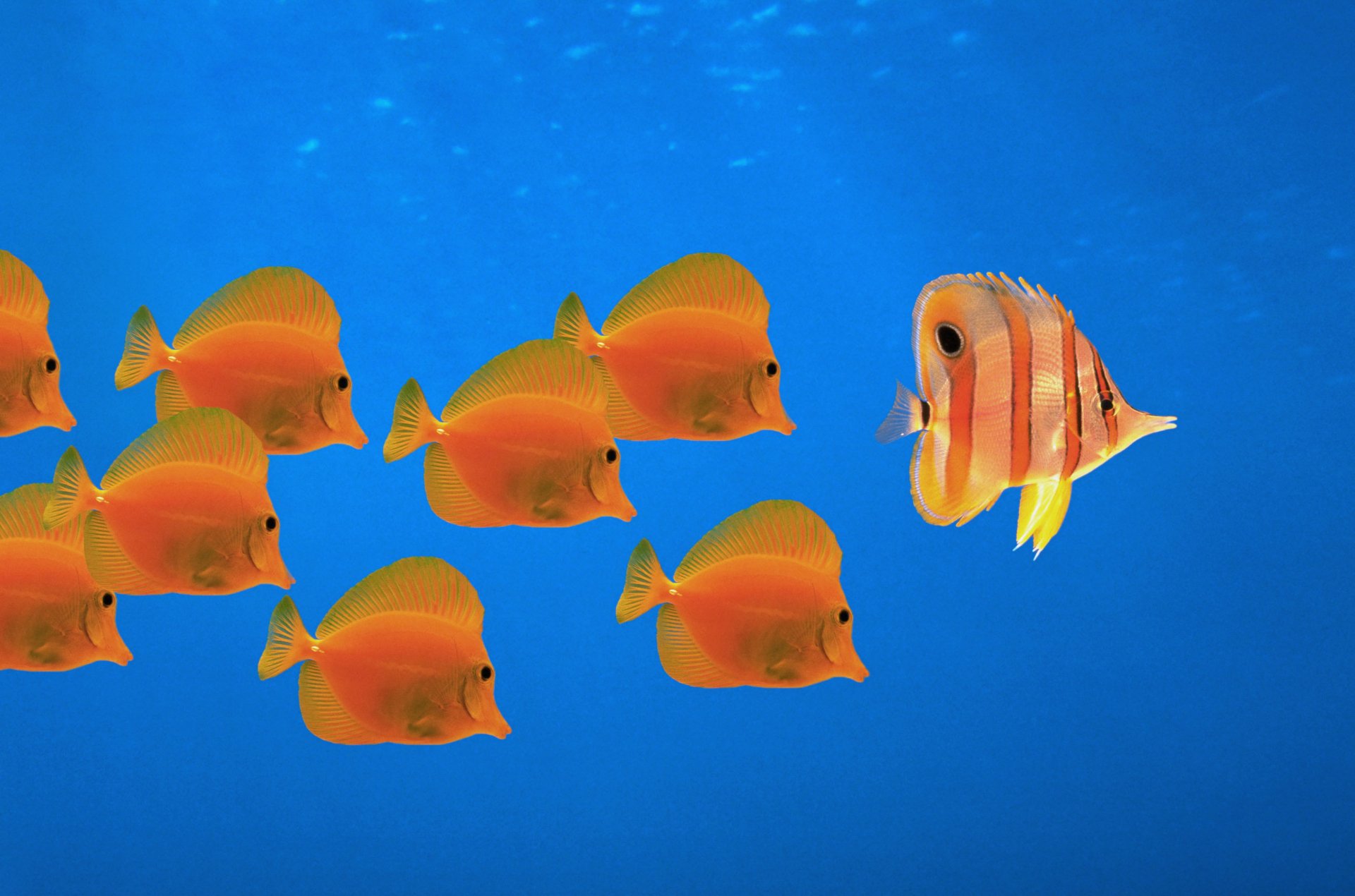 Download Animal Fish HD Wallpaper