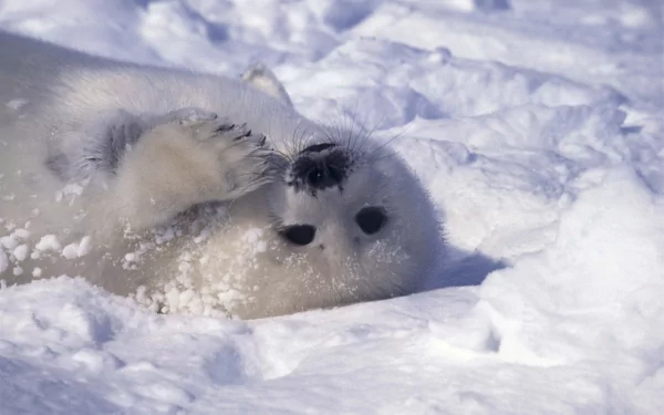 Download Animal Seal Wallpaper