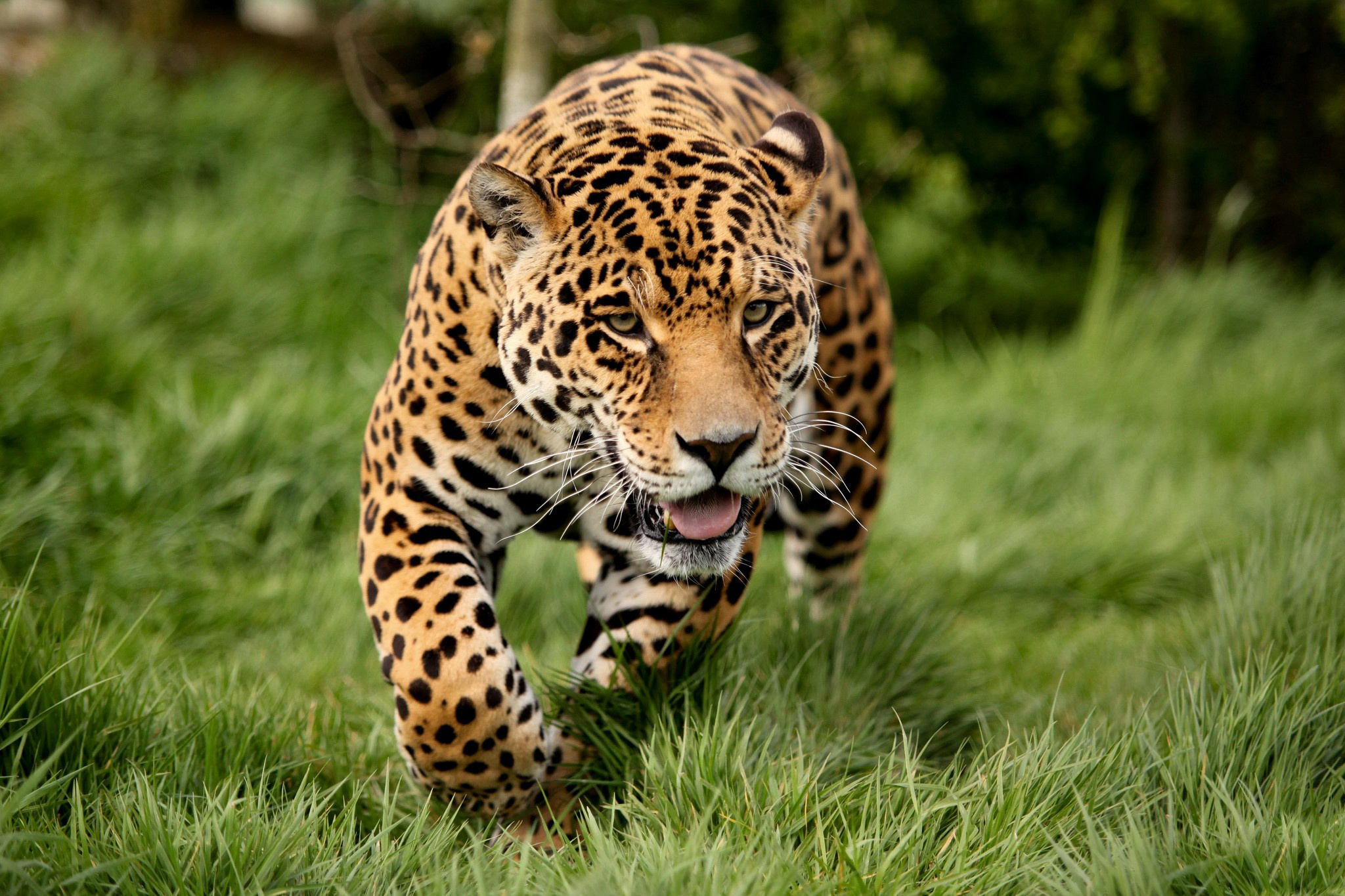 Majestic Leopard HD Wallpaper: Nature's Beauty Unleashed
