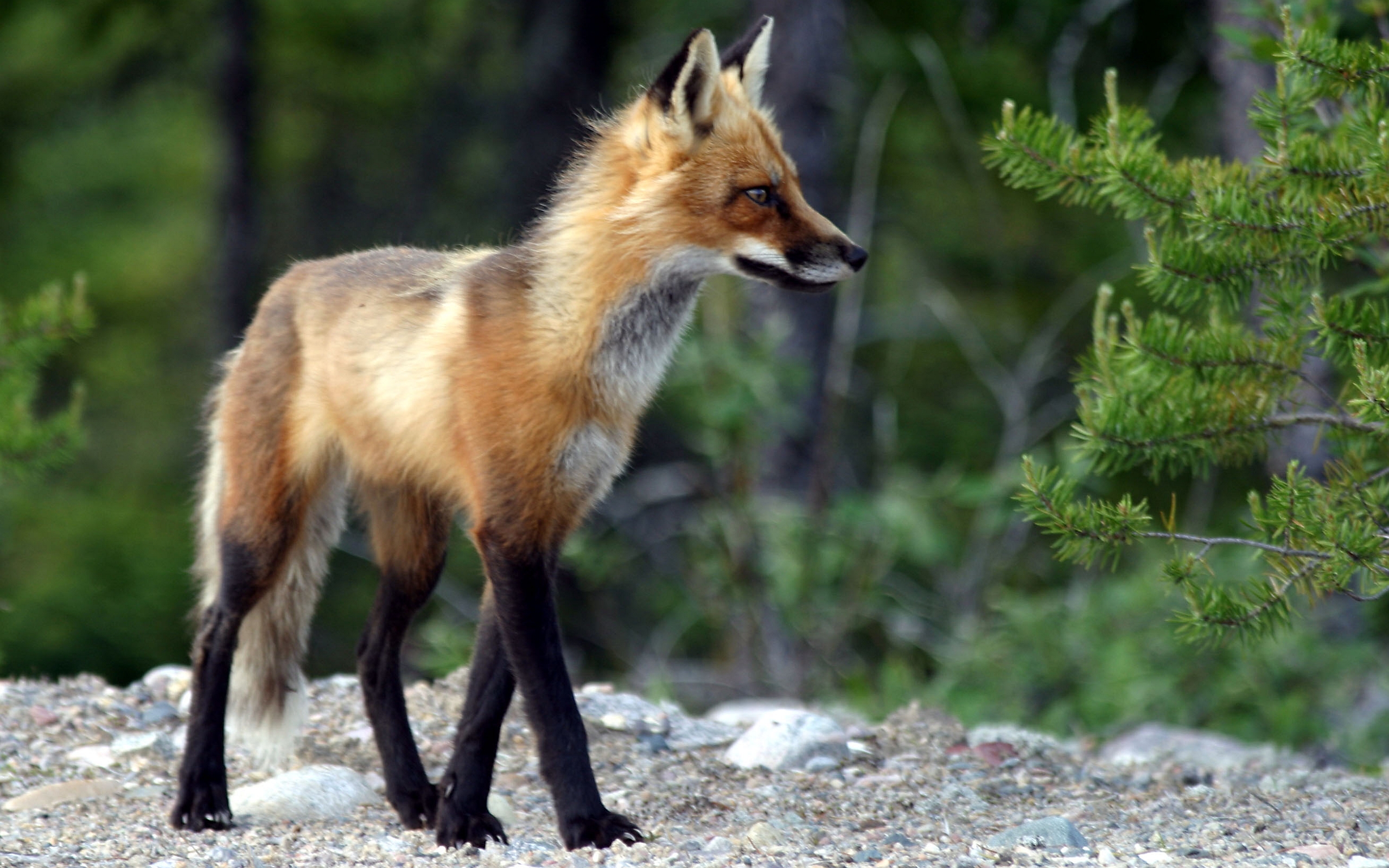Animal Fox HD Wallpaper
