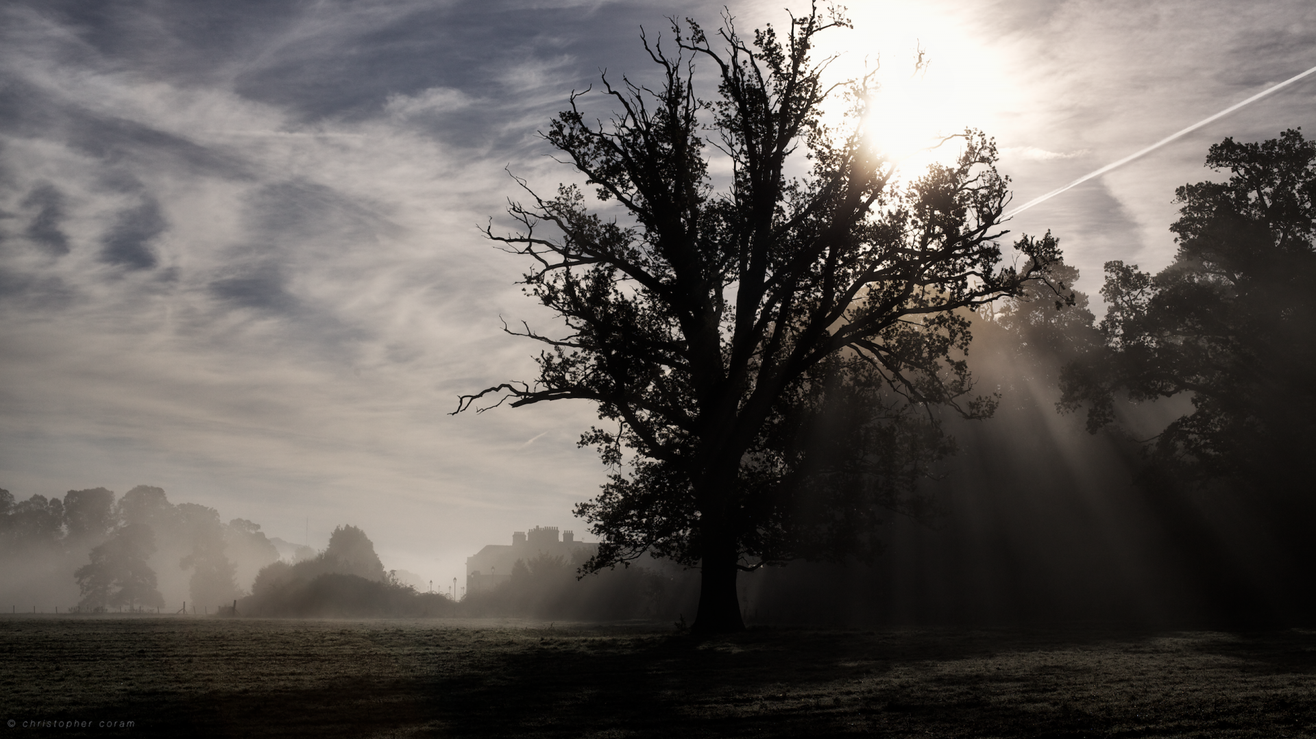 Morning Mist with Tree by Crysophilax | 2560x1439 | Wallpaper Abyss