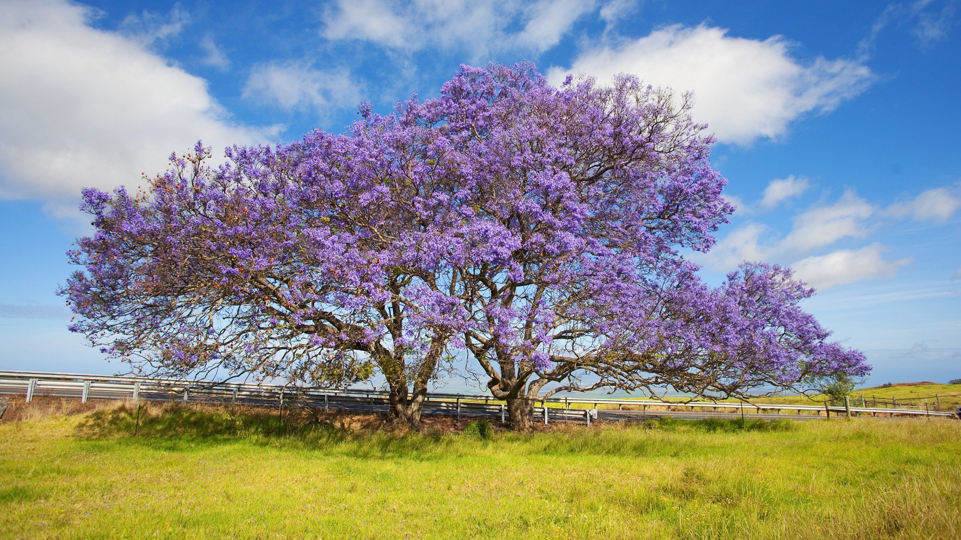 Vibrant Nature: Majestic Purple Tree HD Wallpaper