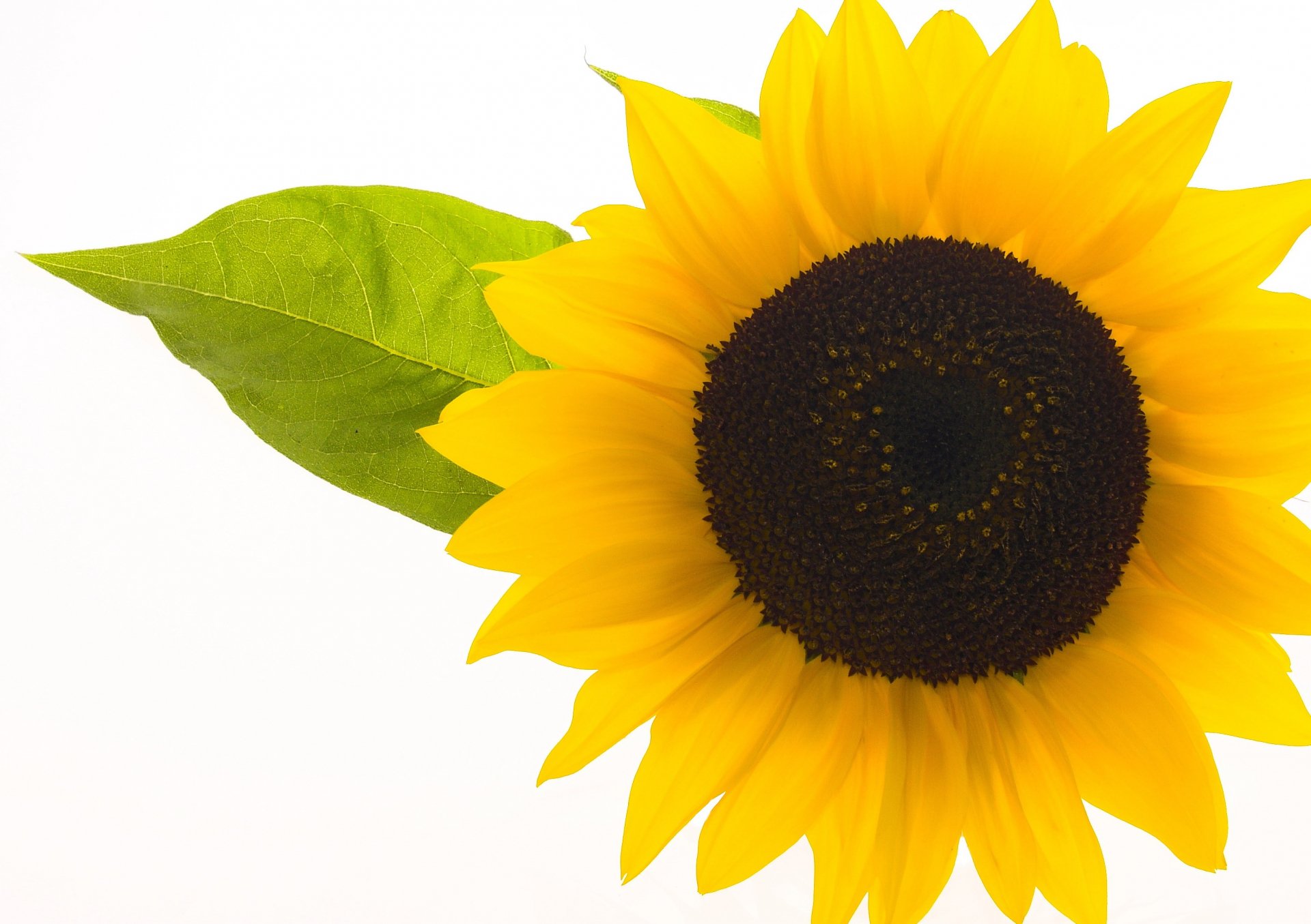 Sunlit Sunflower — 2K Quad HD Nature Wallpaper | 3026x2136 | Wallpaper ...