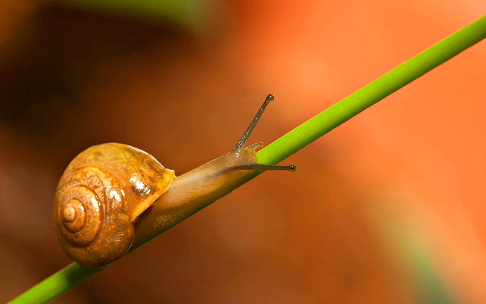 Download Animal Snail HD Wallpaper