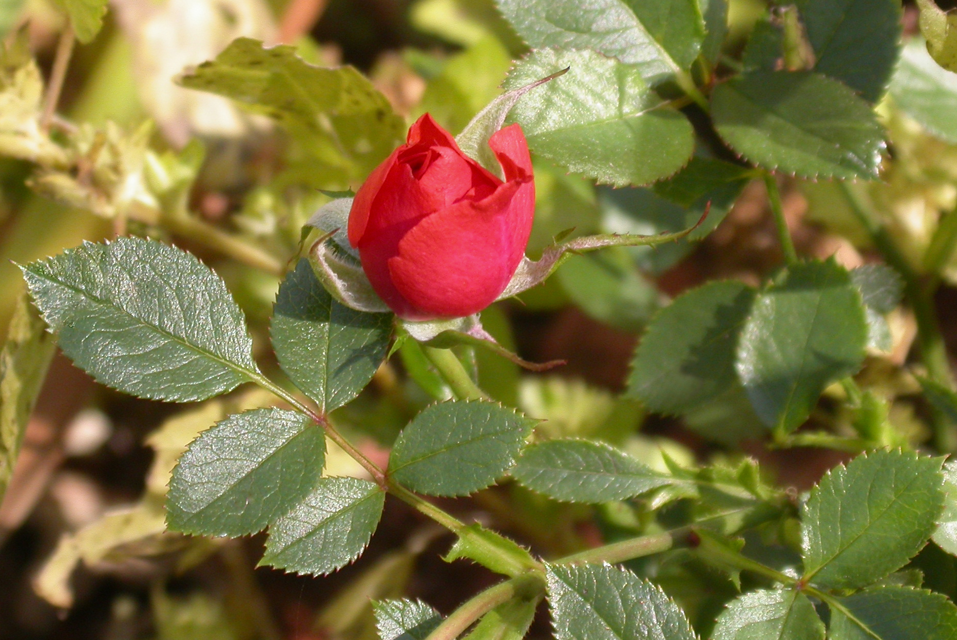 miniature rose by Moril