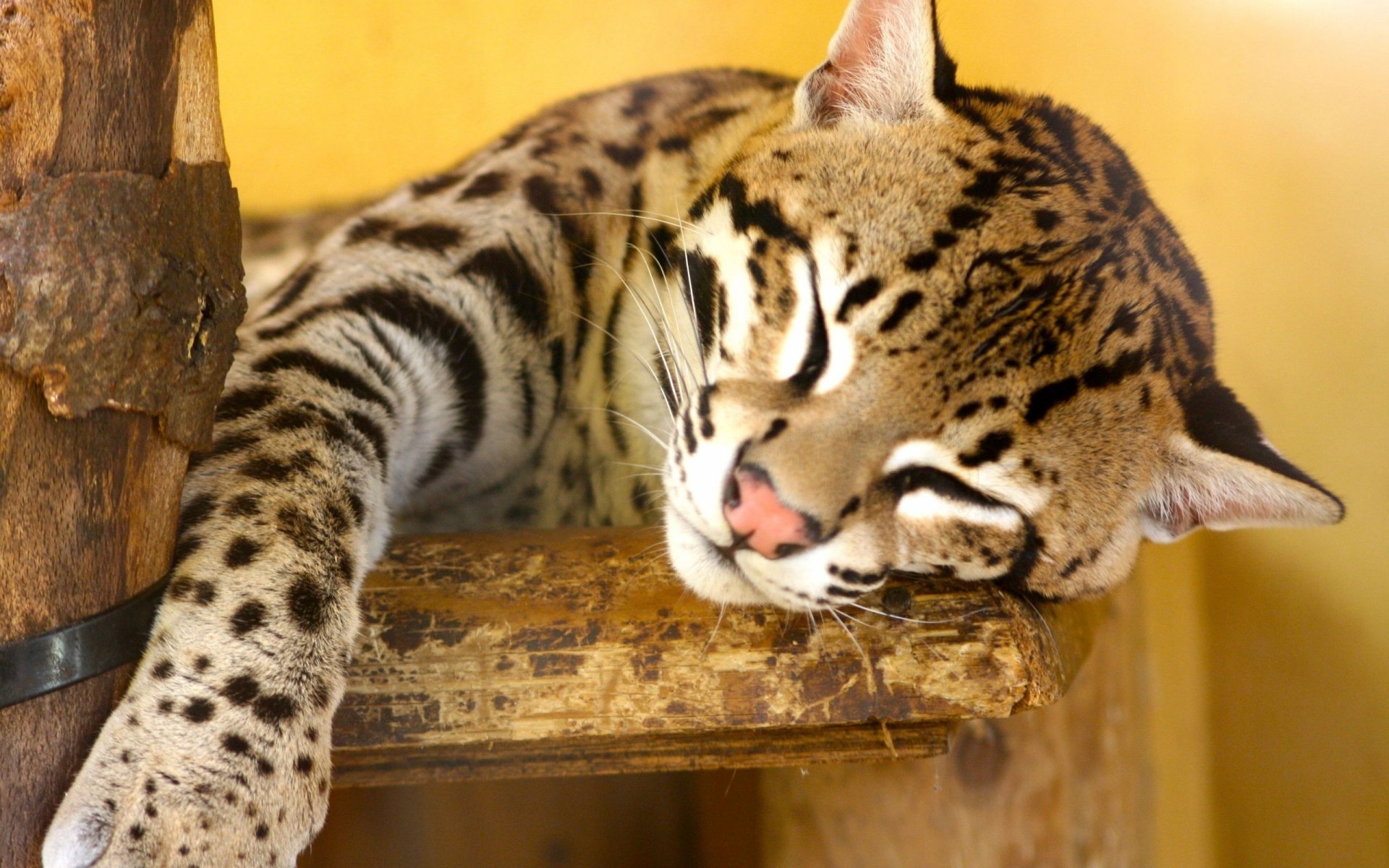 Majestic Ocelot HD Wallpaper: Sleek Beauty in Rest