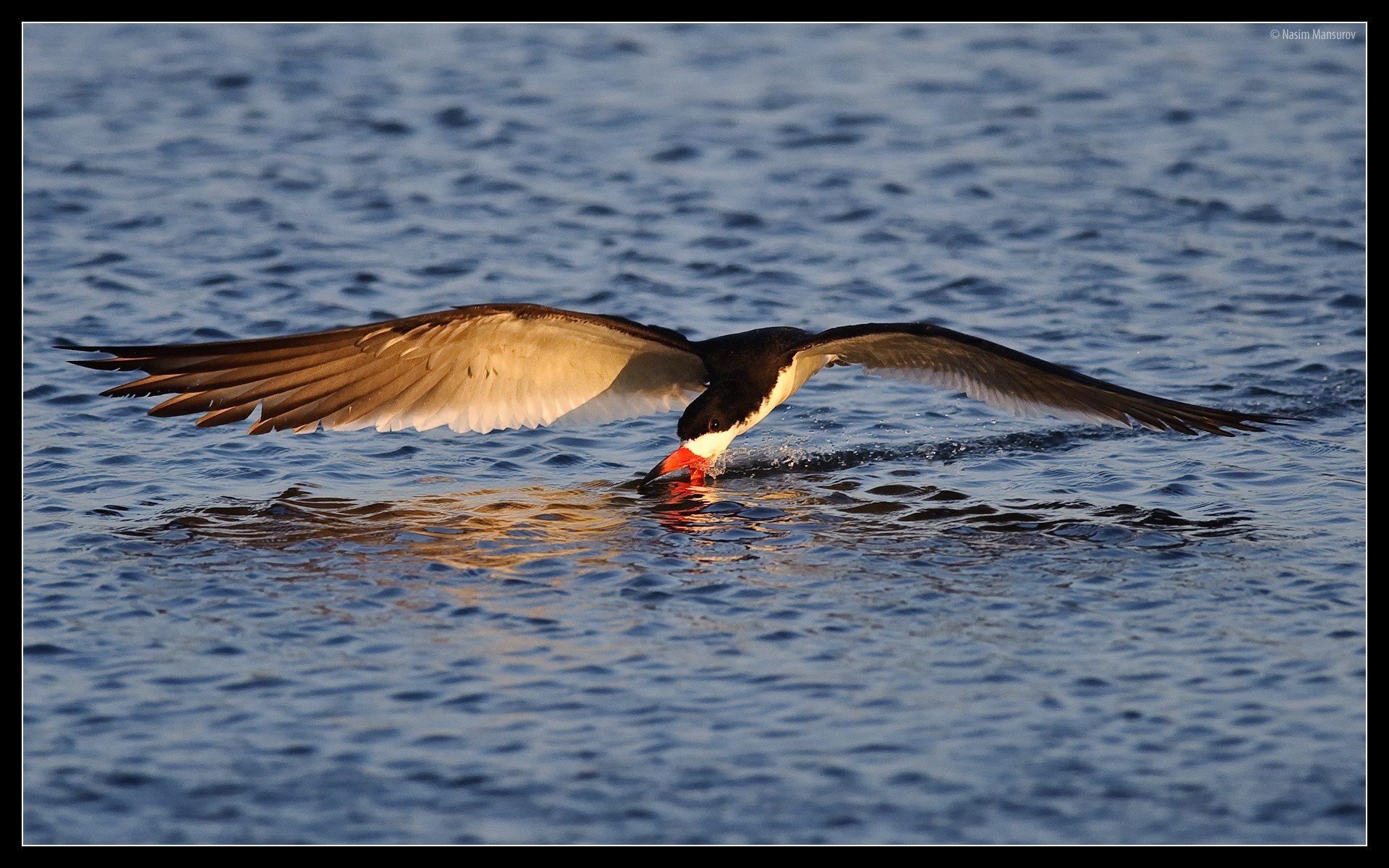 Download Water Animal Bird HD Wallpaper by Nasim Mansurov