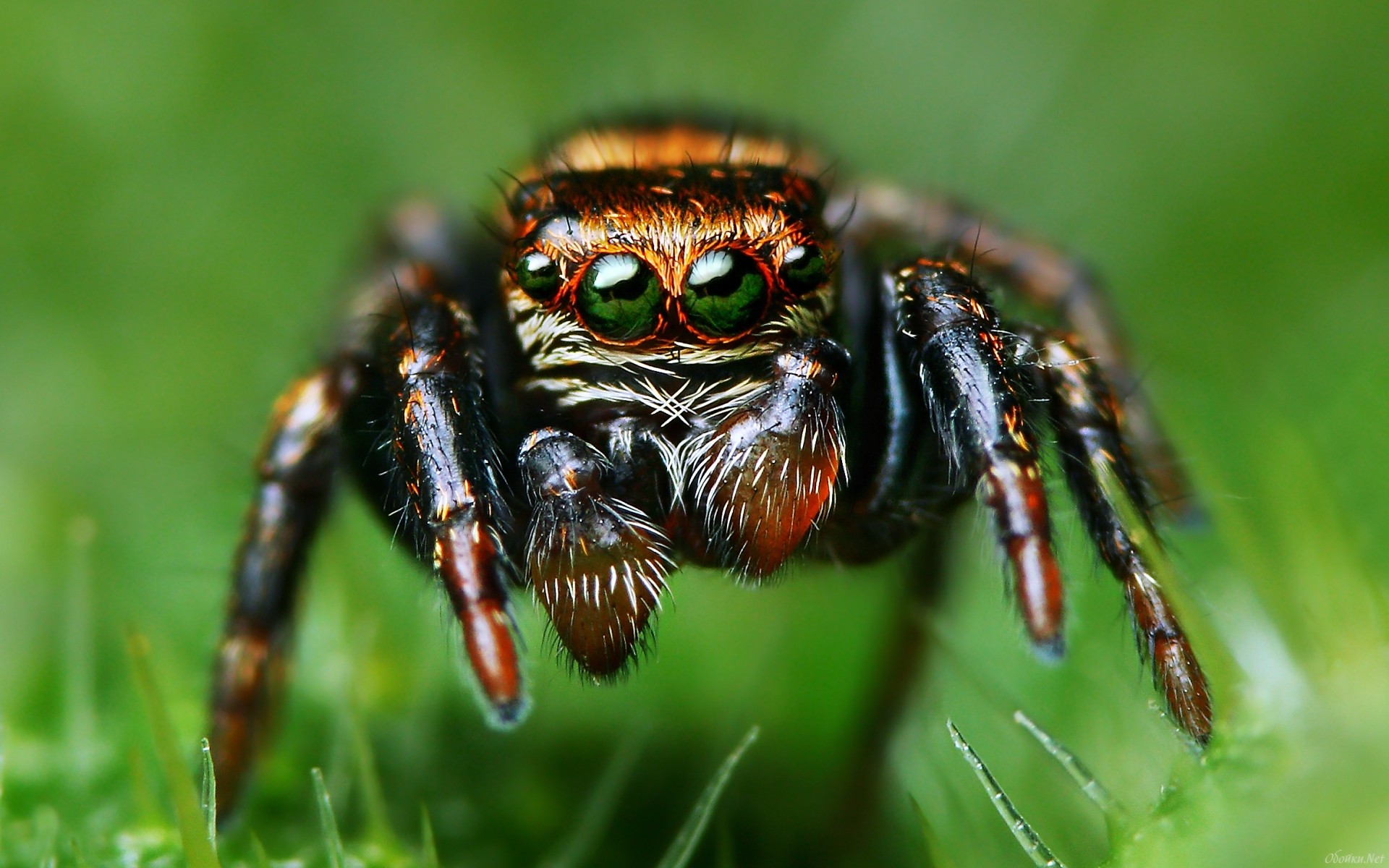 Spider HD Wallpaper