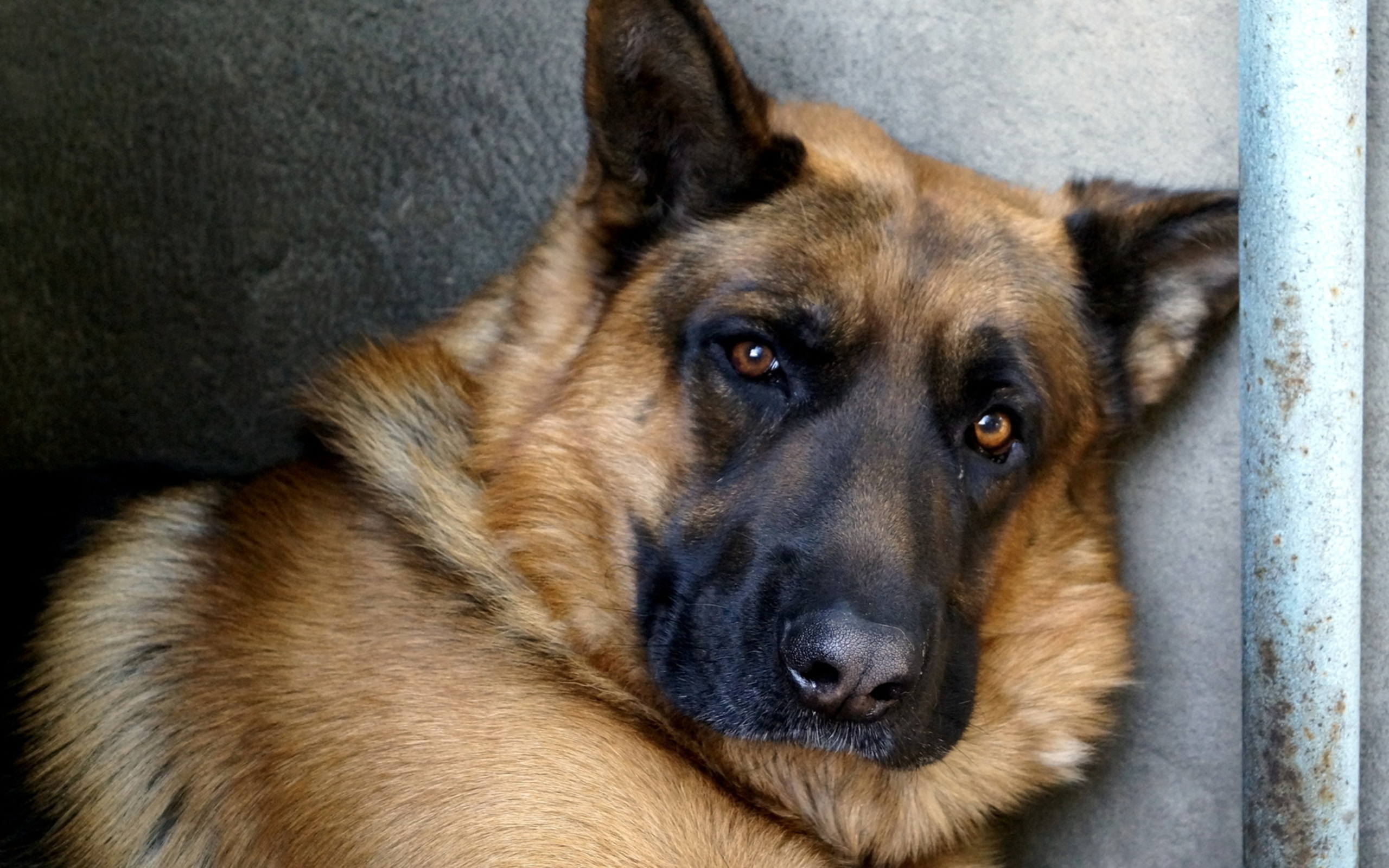 German Shepherd HD Wallpaper | Background Image | 2560x1600 | ID:328387 ...