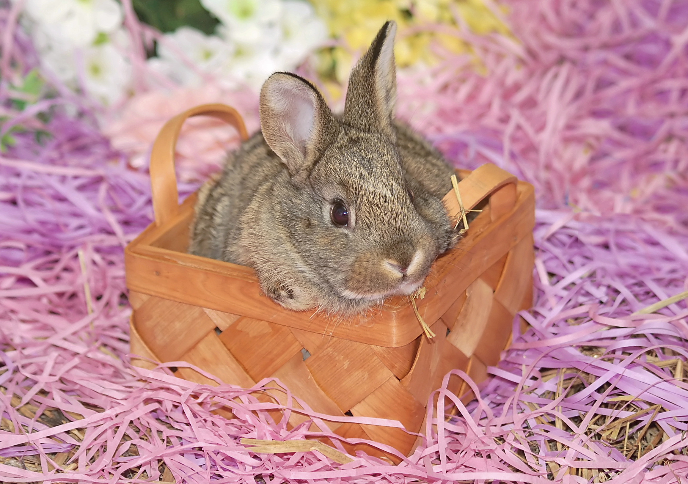 bunny in the basket by Moril