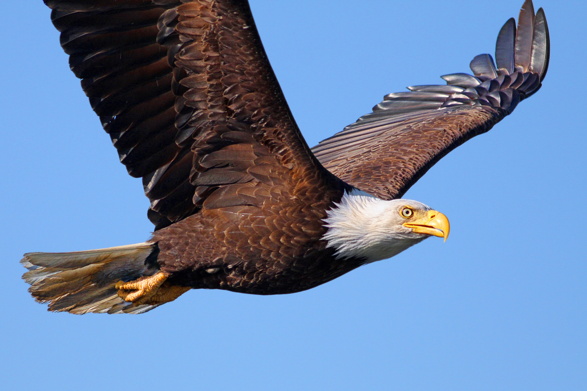 Majestic Bald Eagle in HD Wallpaper